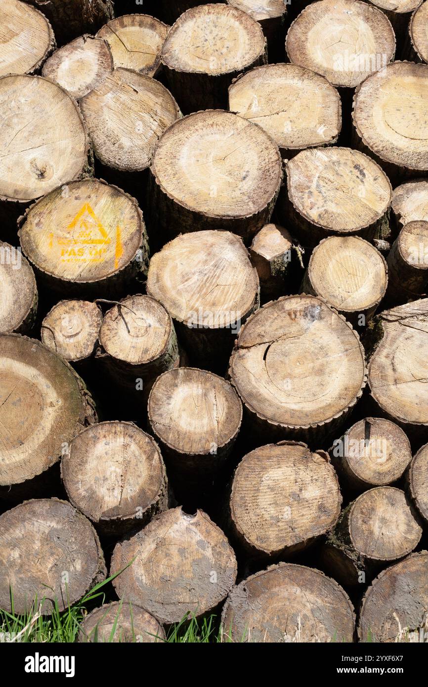 Pile of wood logs, closeup of clean cut of chopped firewood logs ...