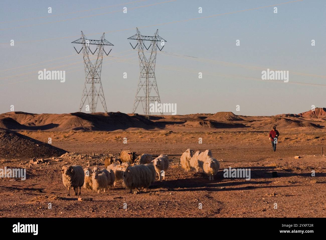 Navajo shepherd with sheep & goats, Arizona Stock Photo - Alamy