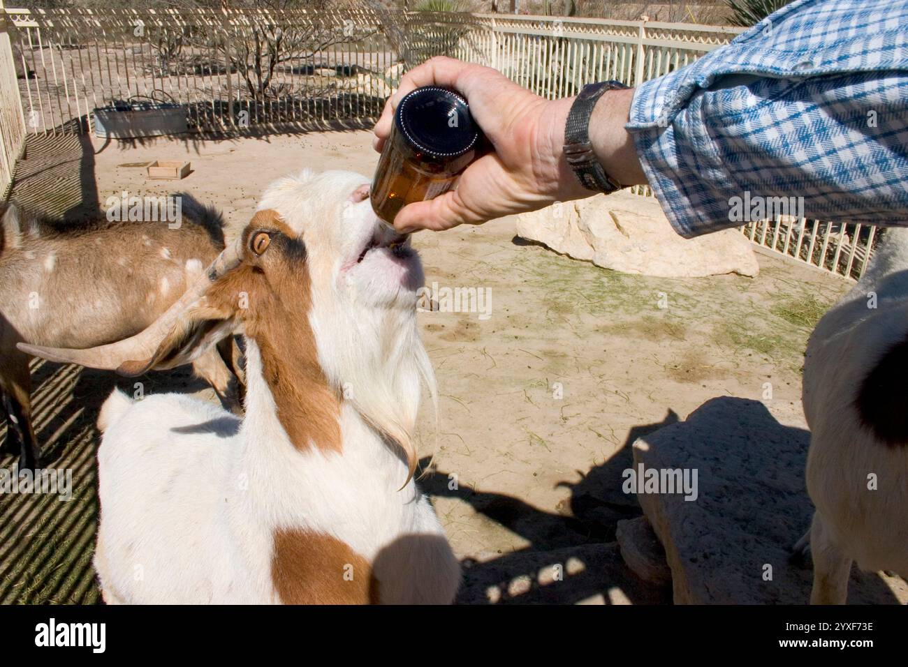 Goat drinking beer Stock Photo - Alamy