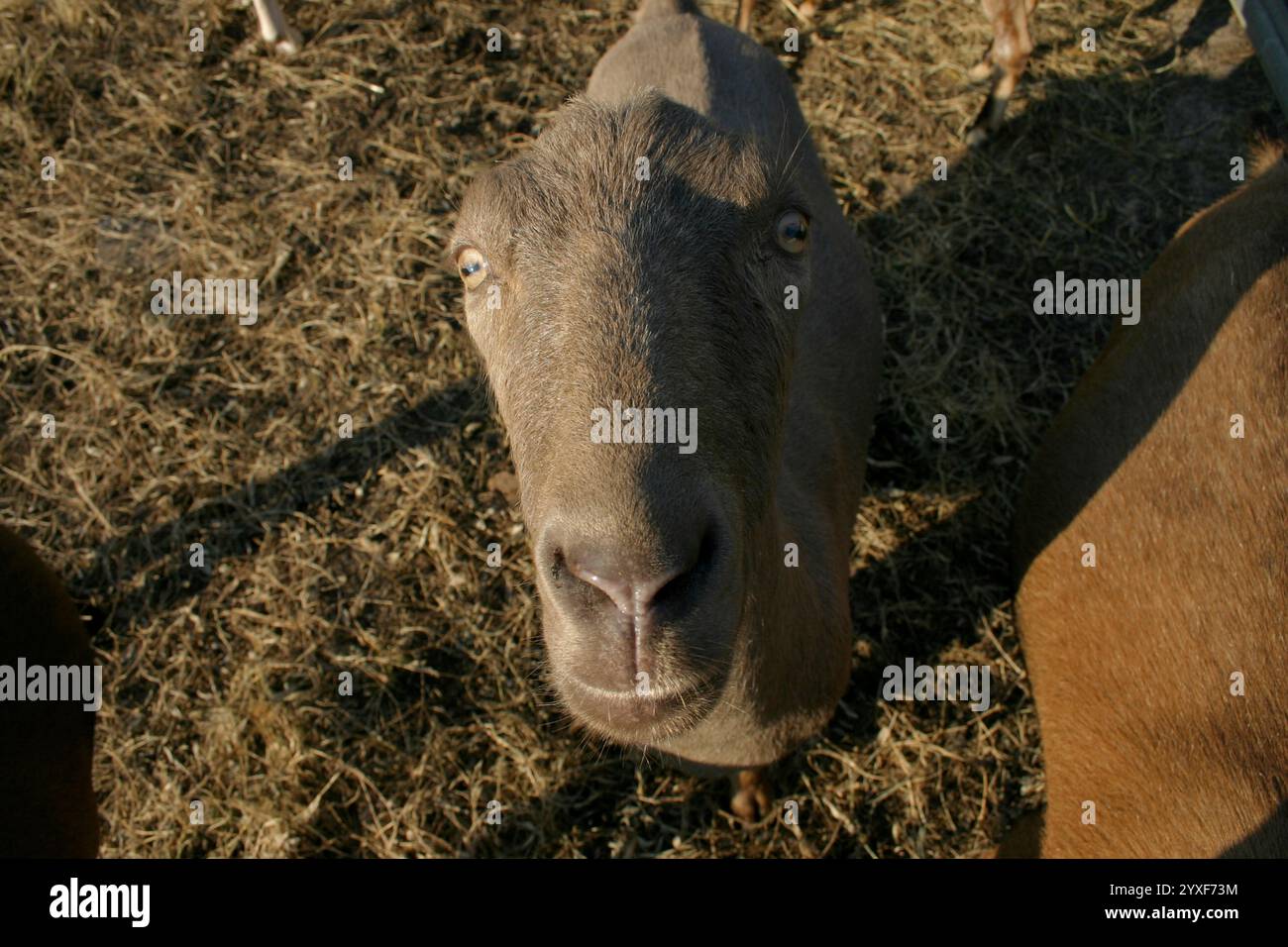 La Mancha Dairy Goat Stock Photo - Alamy