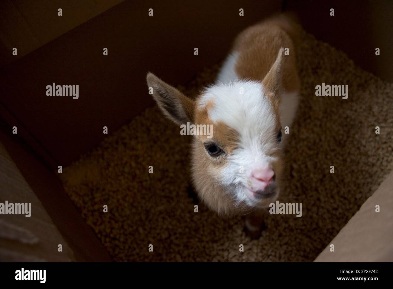 A newborn baby goat Stock Photo - Alamy