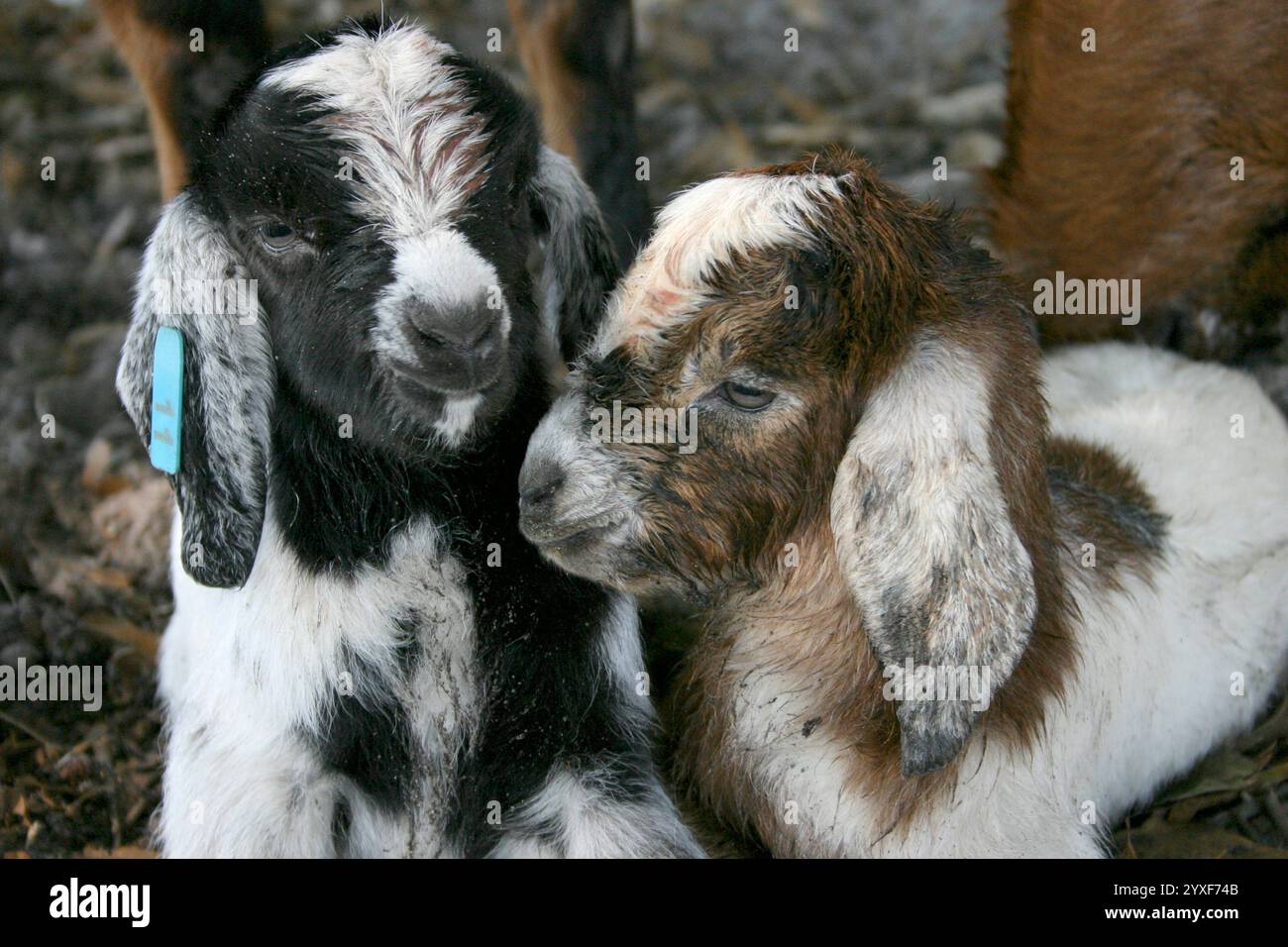 A pair of new born baby goats Stock Photo - Alamy