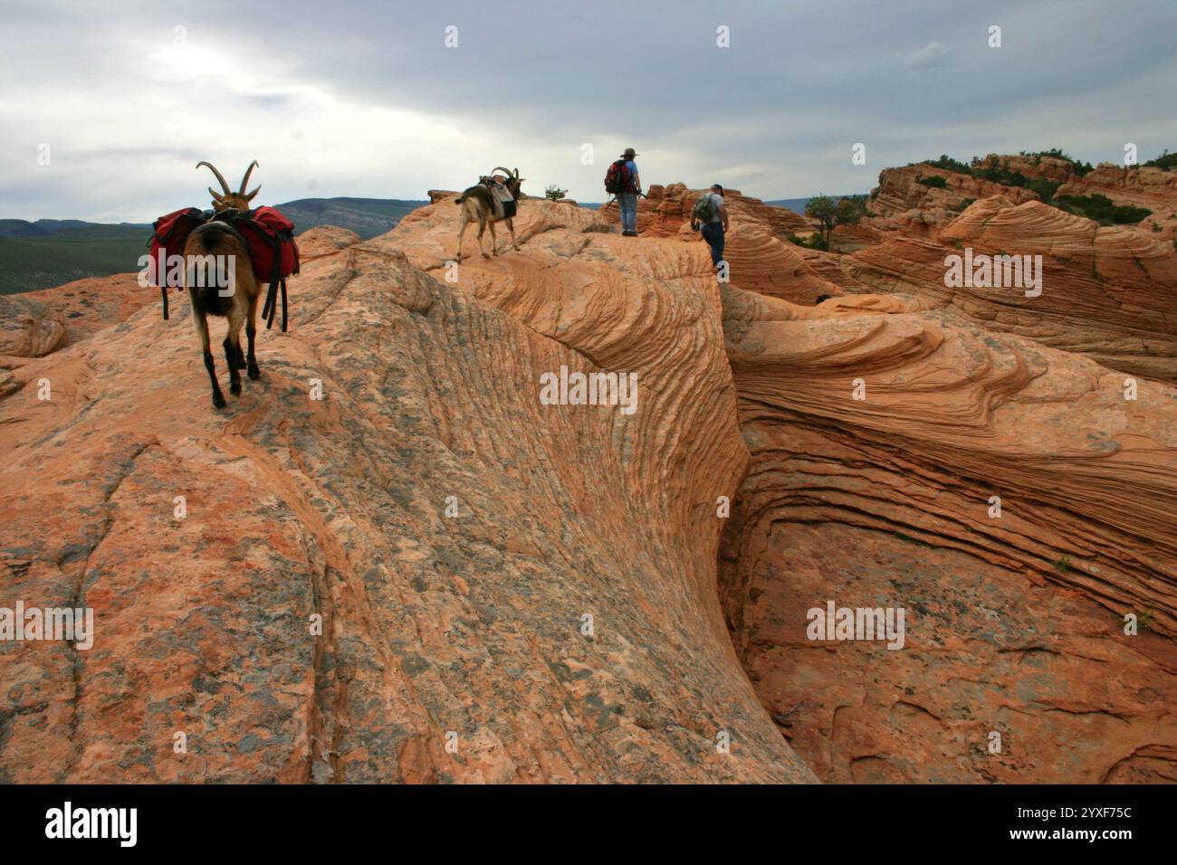 Goat Packing in Lander, Wyoming Stock Photo - Alamy