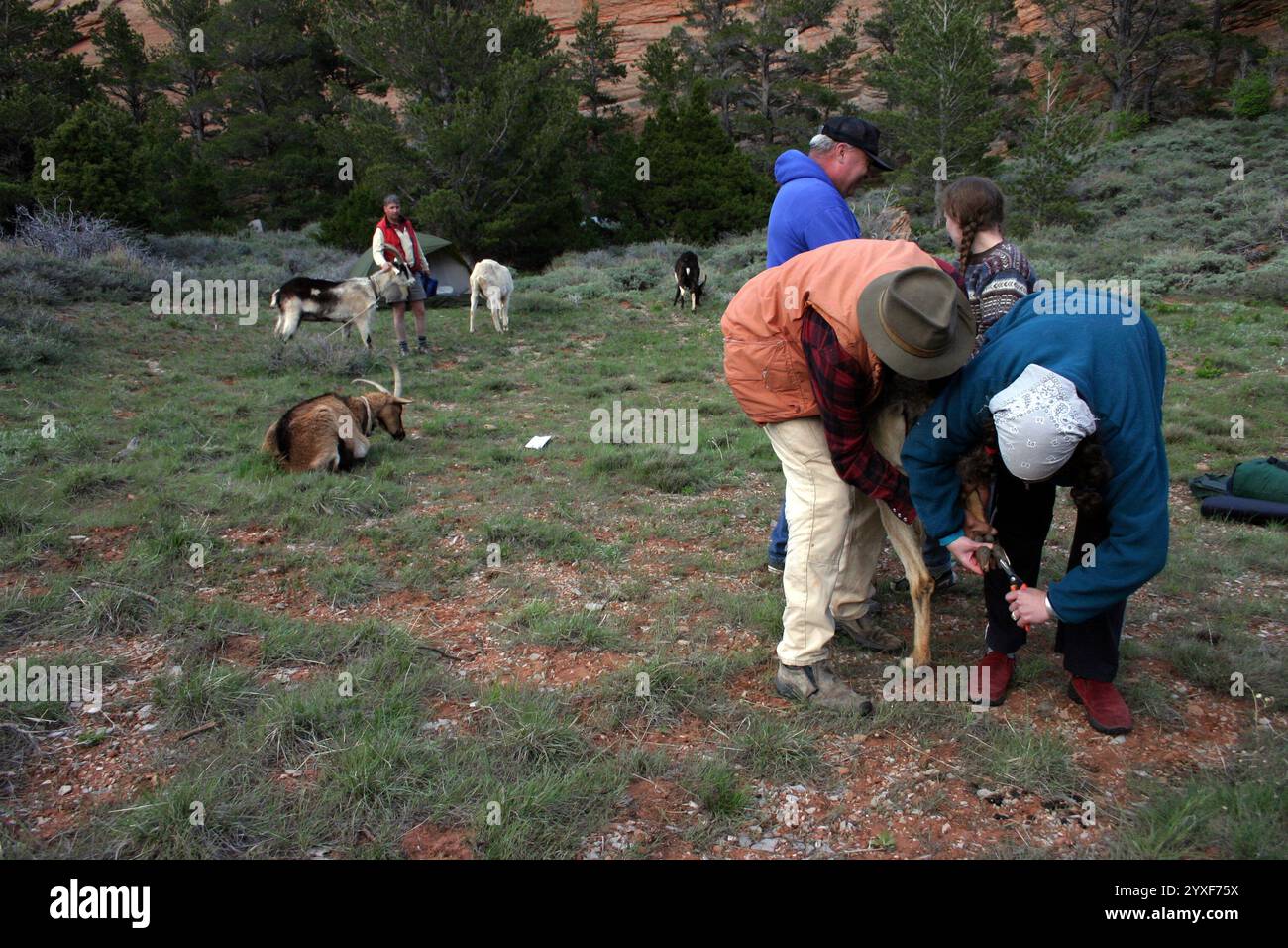 Goat Packing in Lander, Wyoming Stock Photo - Alamy