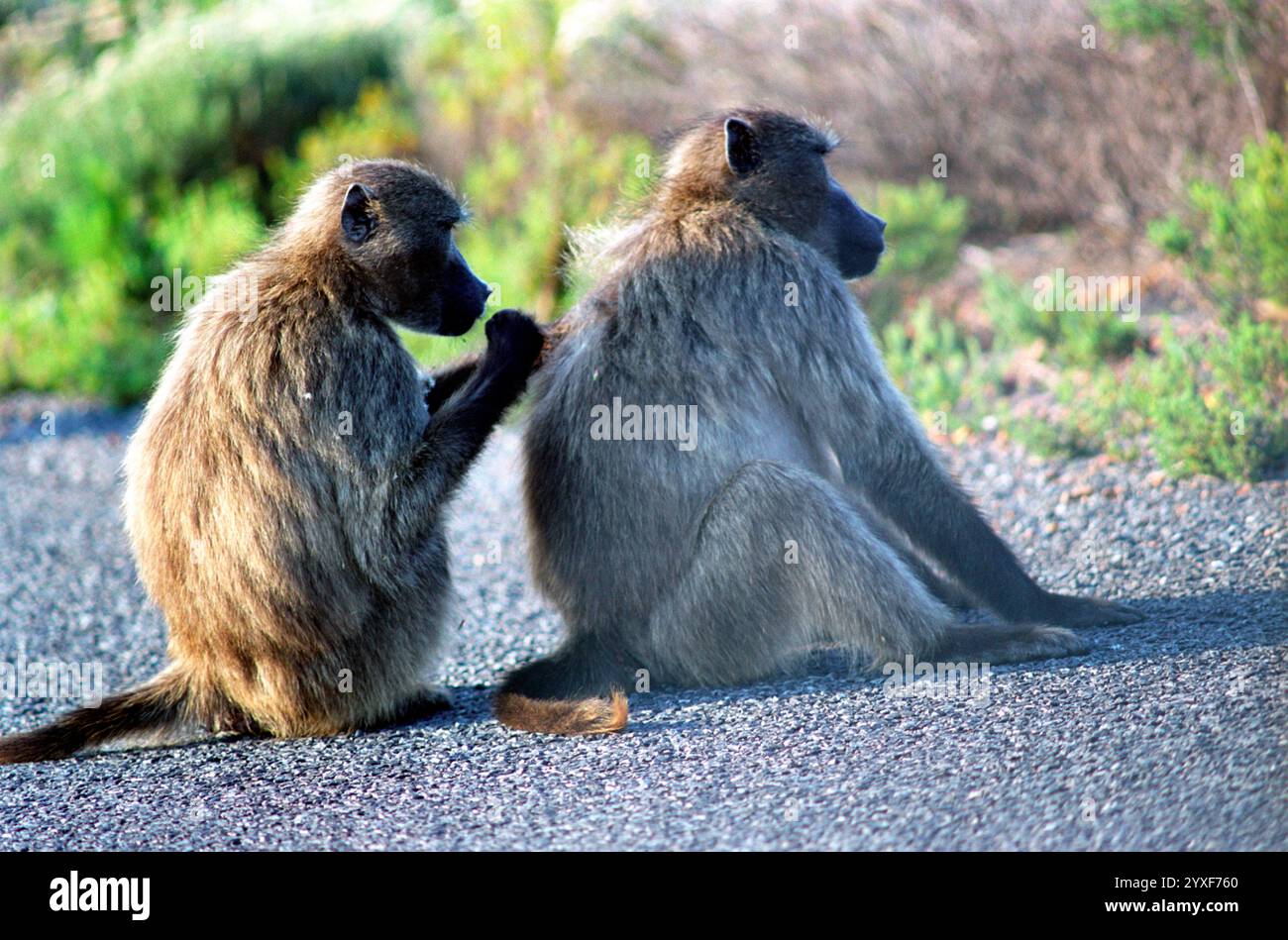 Baboons at Cape Point, Cape Town, South Africa Stock Photo - Alamy