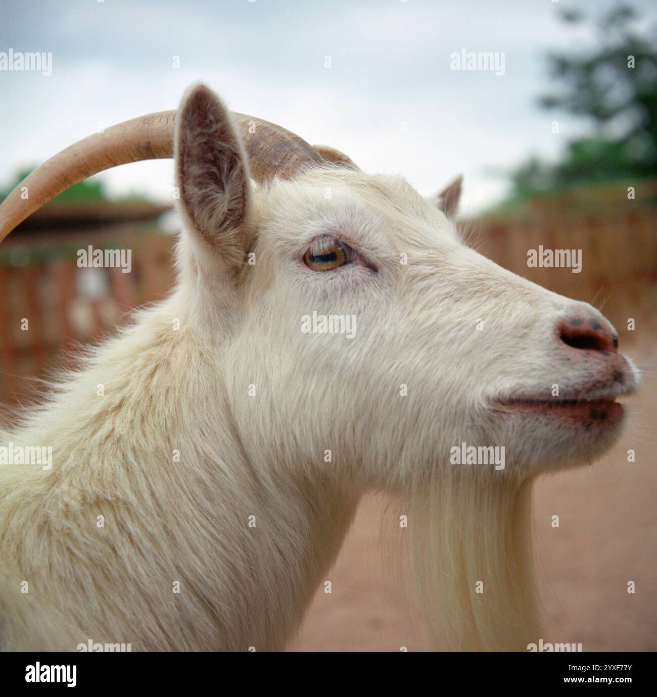 A portrait of a Nigerian Dwarf goat Stock Photo - Alamy