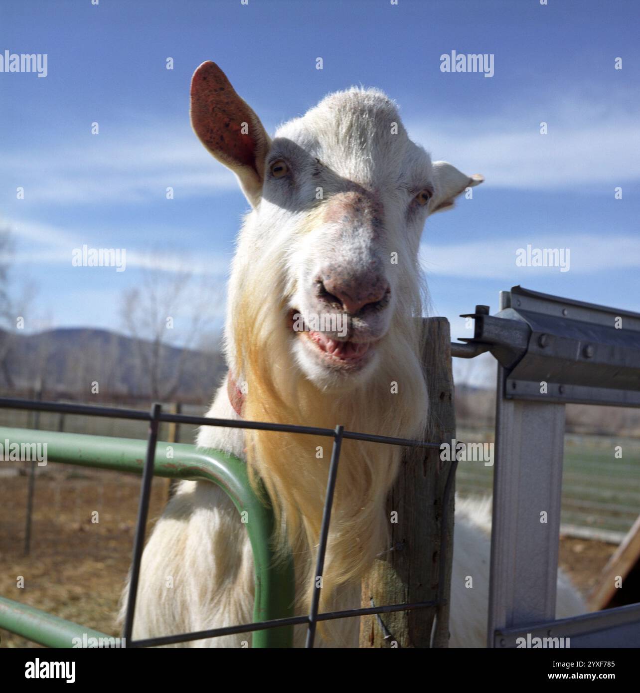 A portrait of a dairy goat in Boulder, Colorado Stock Photo - Alamy