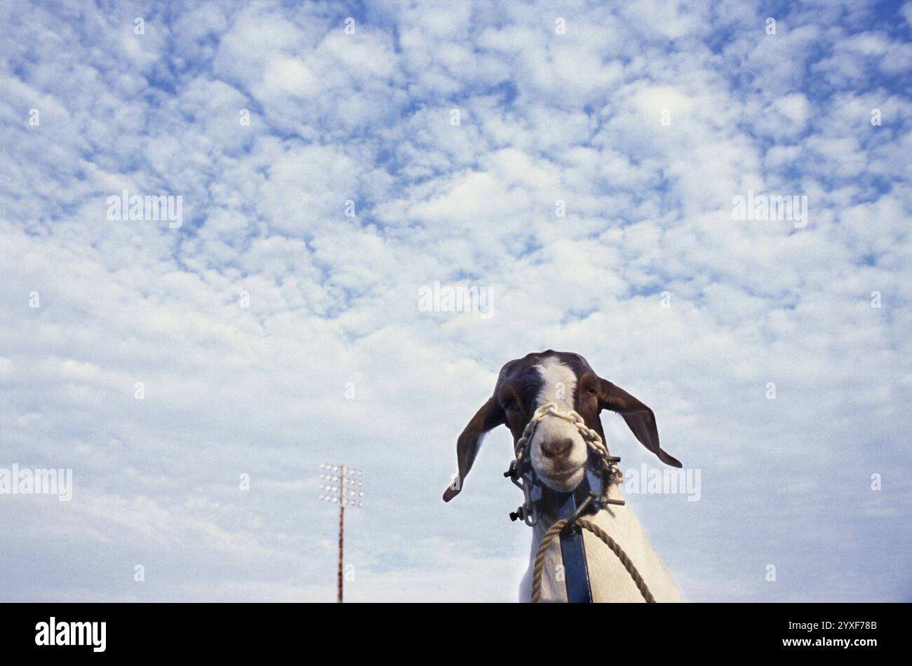 A Boer goat in a grooming stand Stock Photo - Alamy