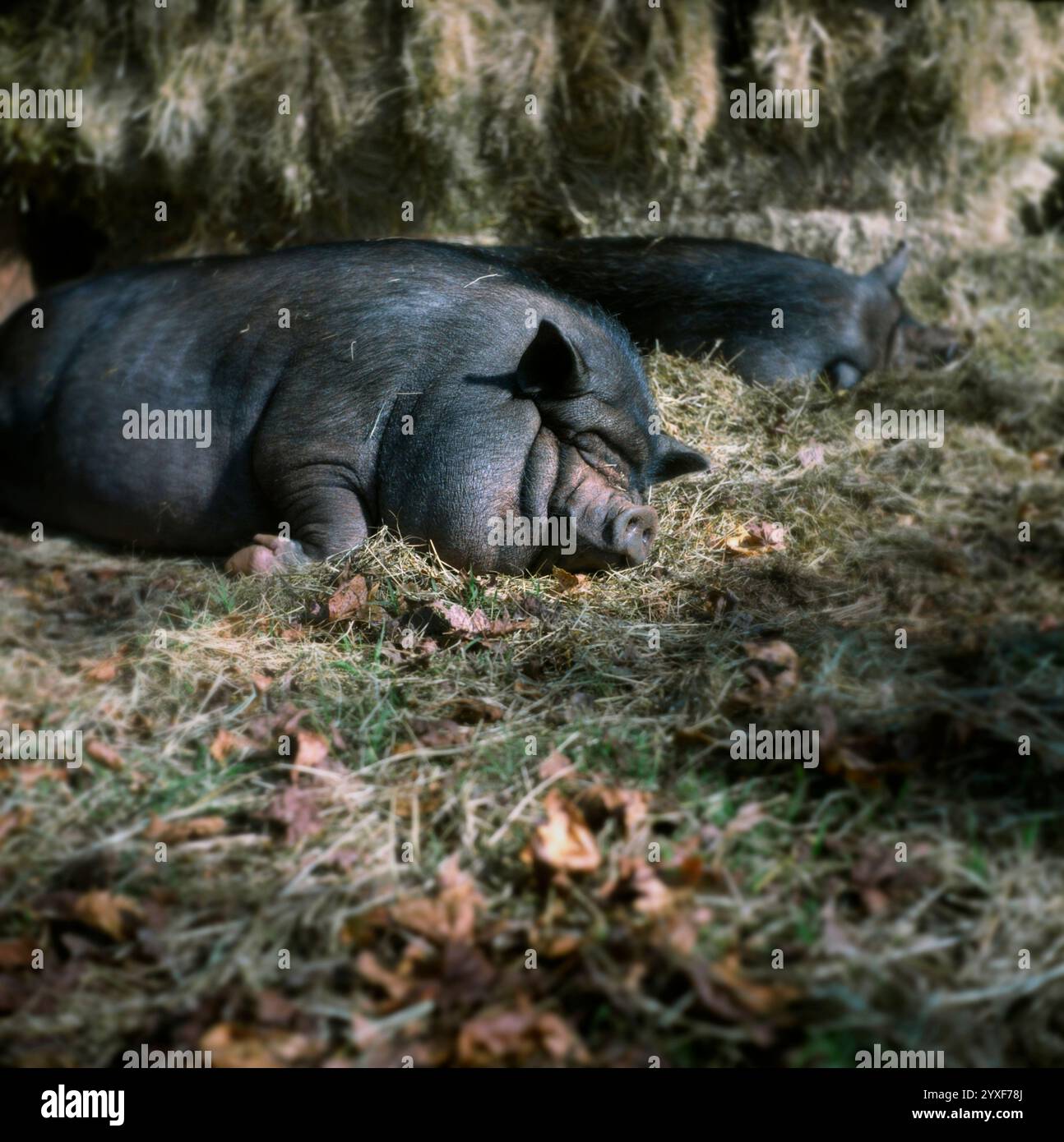 Two pot bellied pigs sleeping in the hay Stock Photo - Alamy