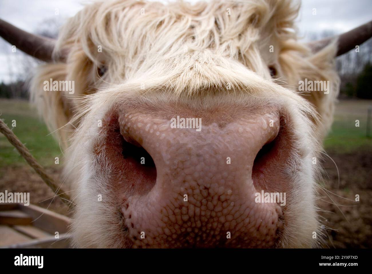A white Scottish Highland Cow noses the camera Stock Photo - Alamy
