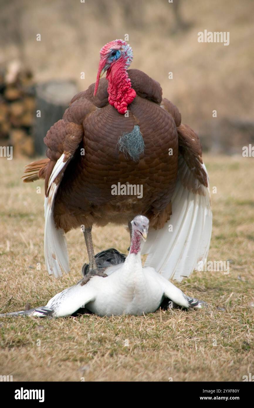 Male turkey (tom) standing on a female turkey Stock Photo - Alamy