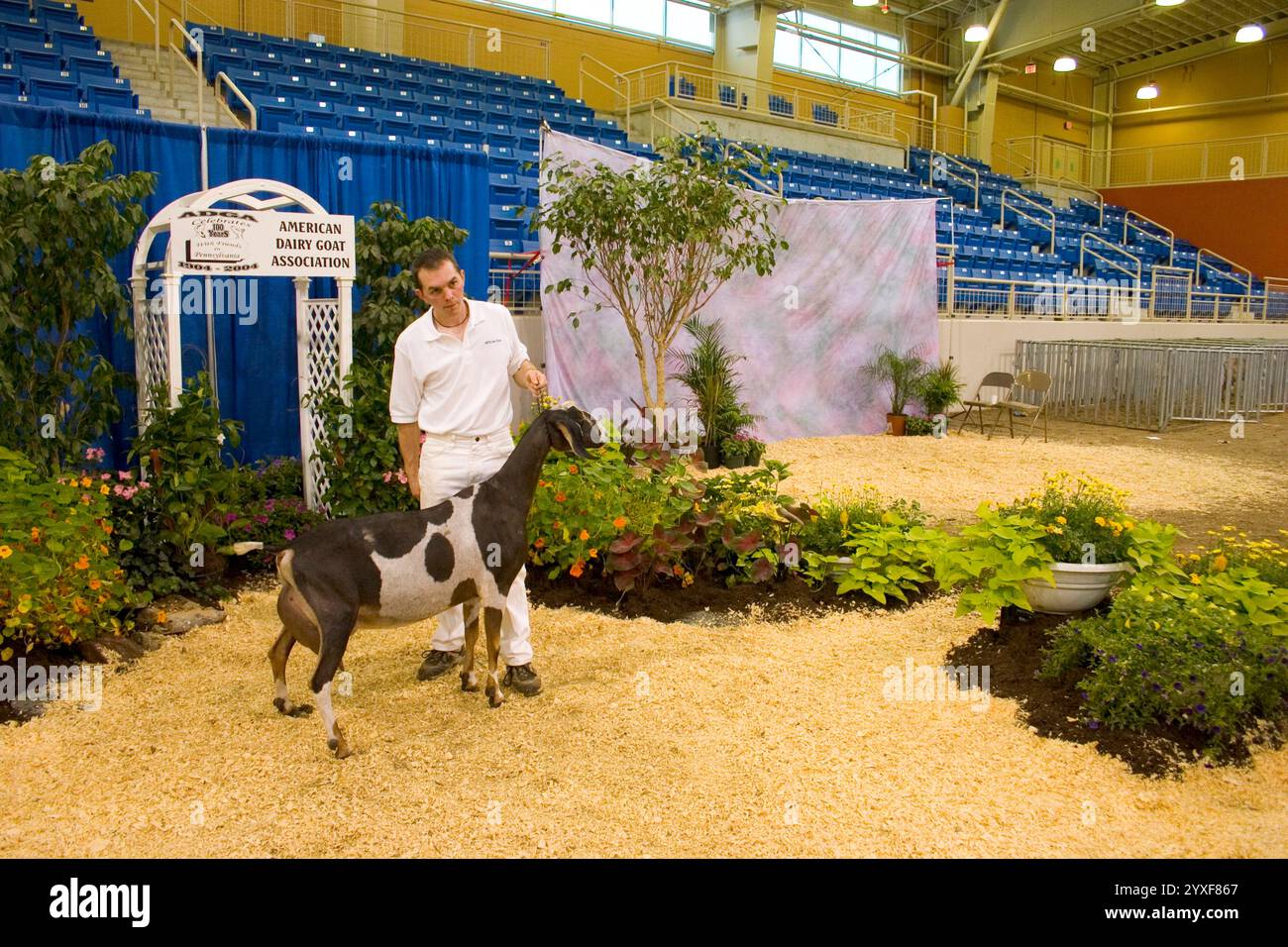American Dairy Goat Association's National Show Stock Photo - Alamy