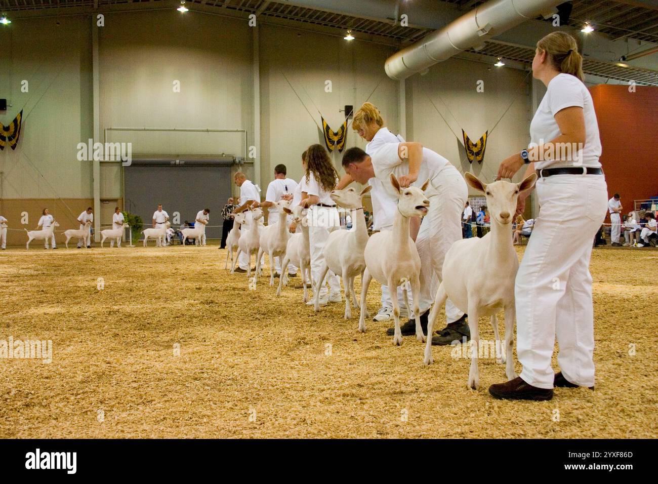 American Dairy Goat Association's National Show Stock Photo - Alamy