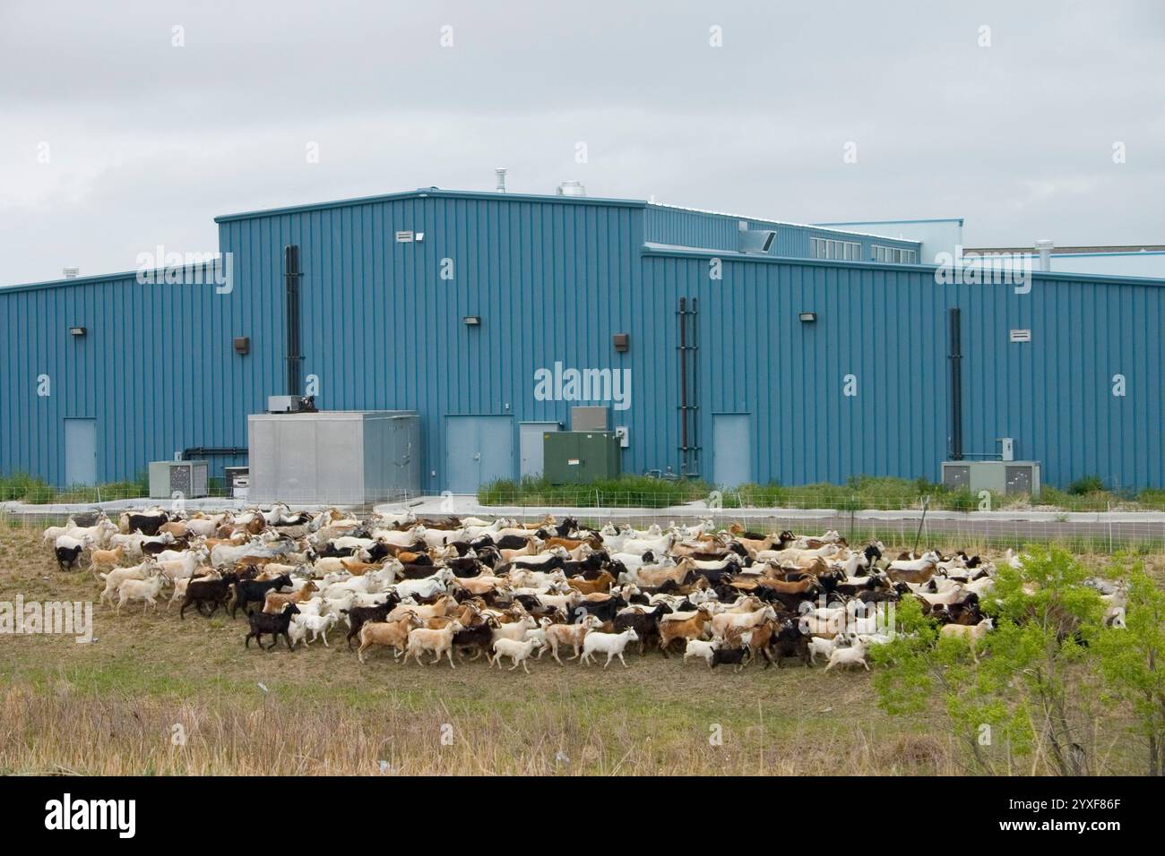 A large herd of weed eating goats are herded in Cheyenne, Wyoming Stock ...