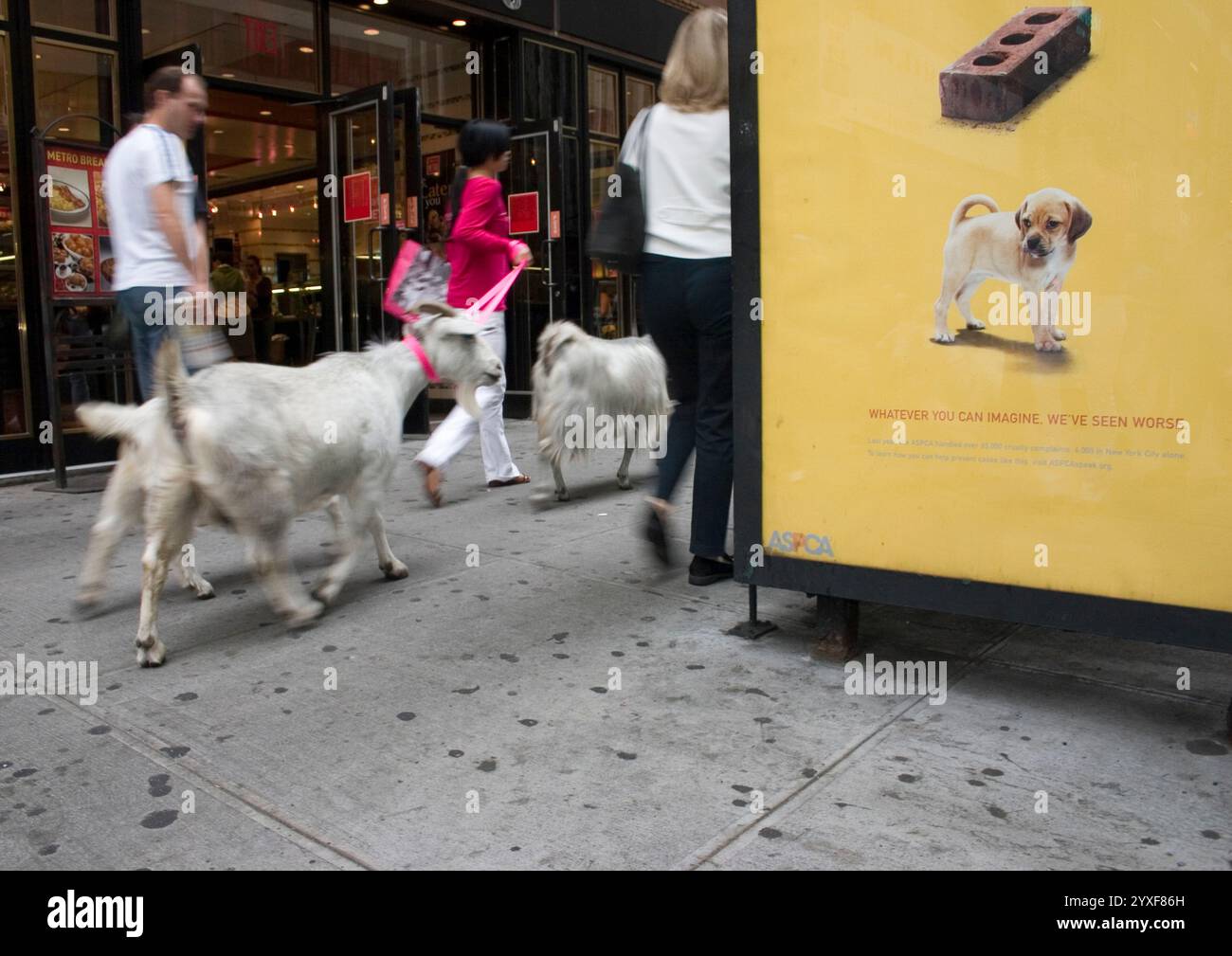 Models walking goats through New York City for Saks 5th Avenue Stock ...