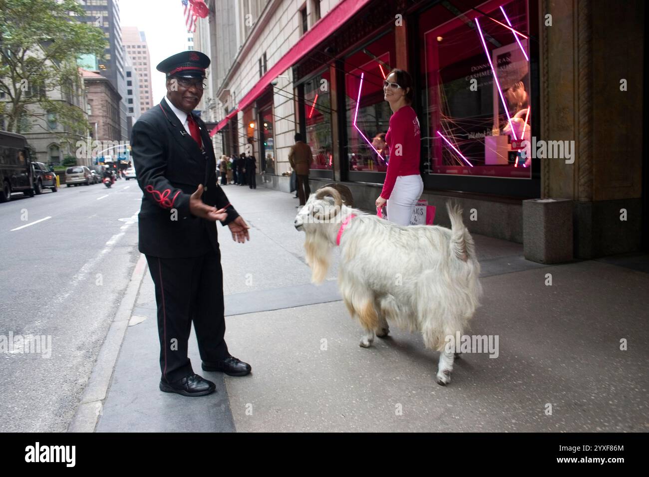 Models walking goats through New York City for Saks 5th Avenue Stock ...