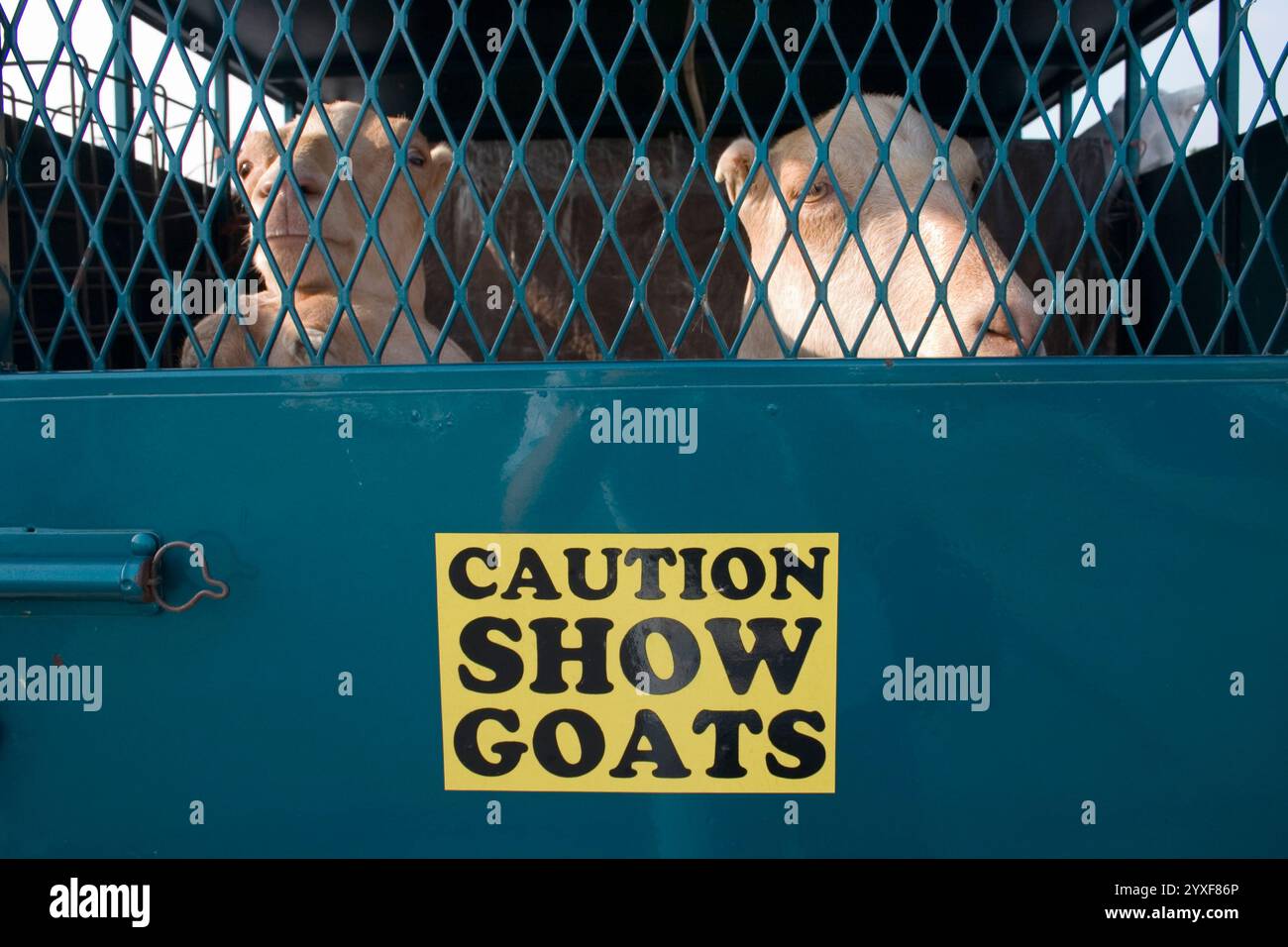 Show goats hi-res stock photography and images - Alamy