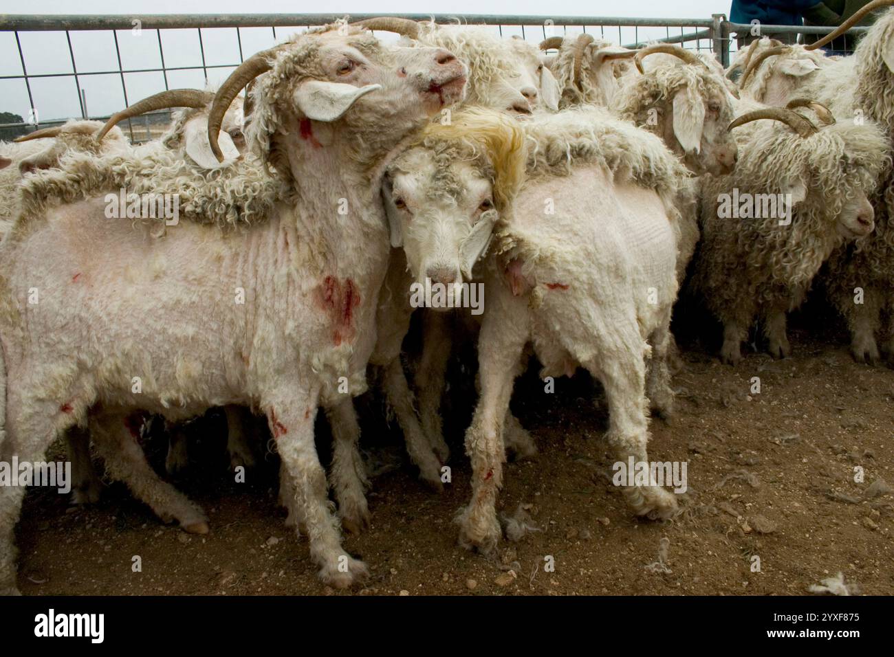 Angora goat shearing, Sonora, Texas Stock Photo - Alamy