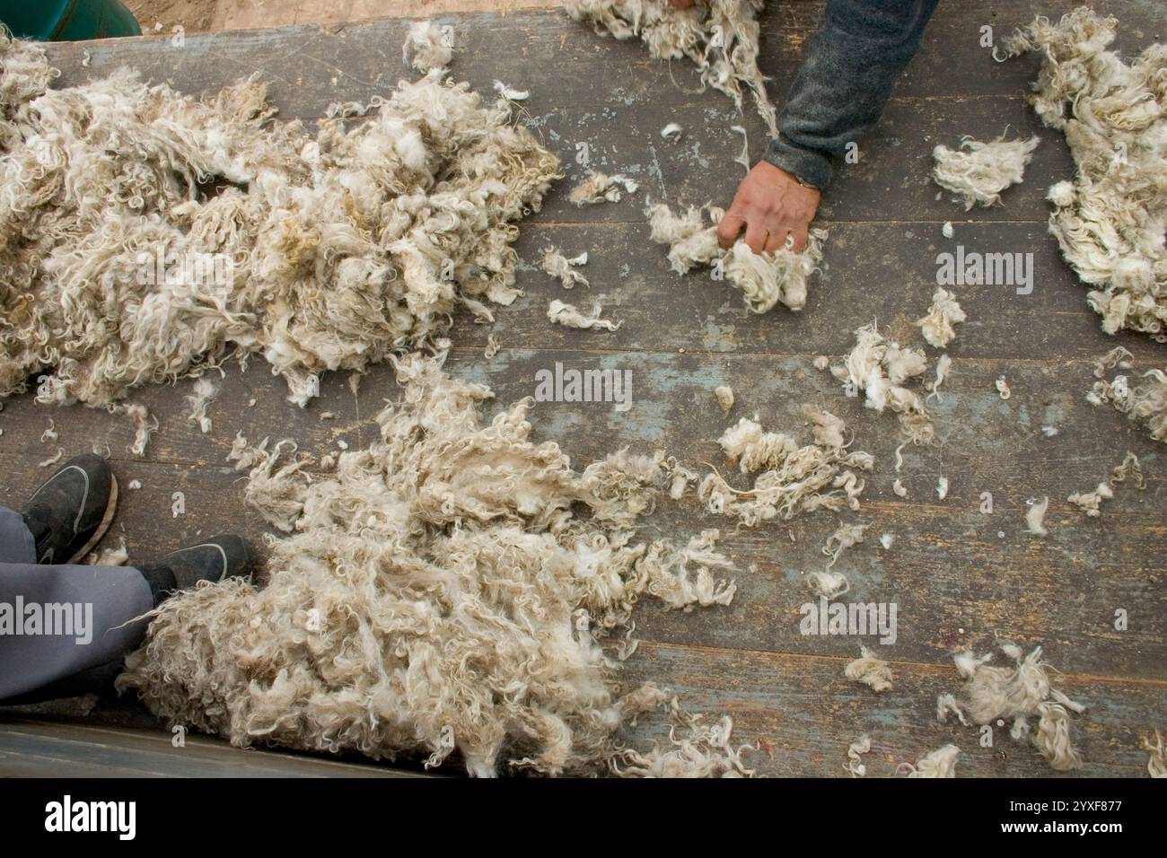 Angora goats texas hi-res stock photography and images - Alamy