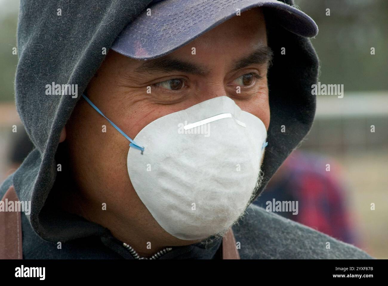 Angora goat shearing, Sonora, Texas Stock Photo - Alamy