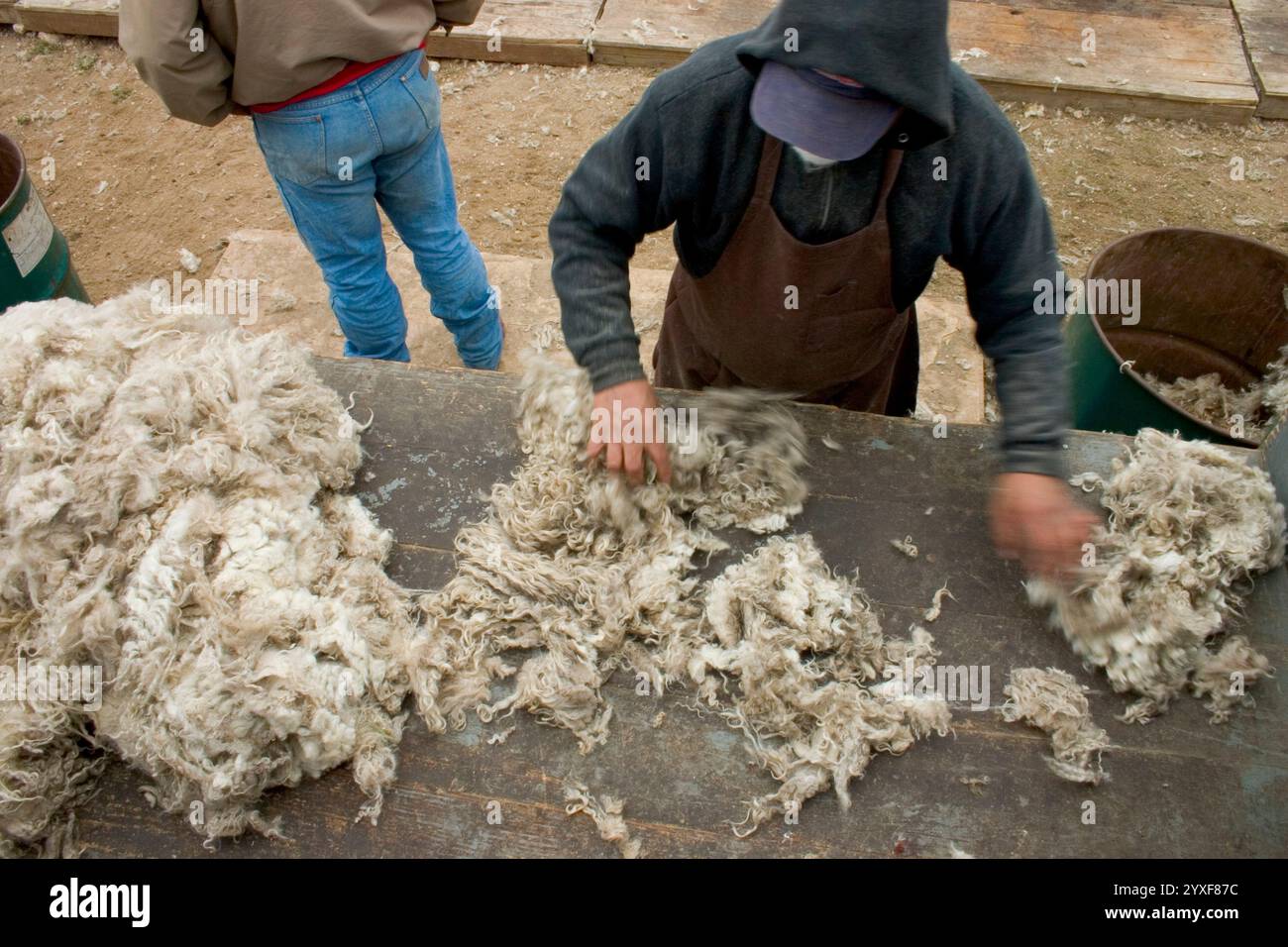 Angora goats texas hi-res stock photography and images - Alamy