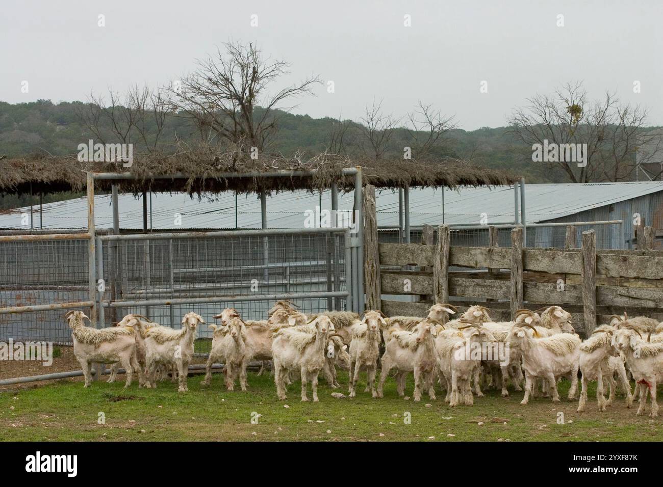 Angora goat shearing, Sonora, Texas Stock Photo - Alamy