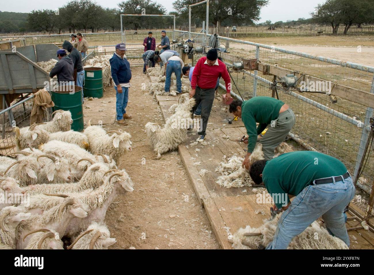 Angora goat shearing, Sonora, Texas Stock Photo - Alamy