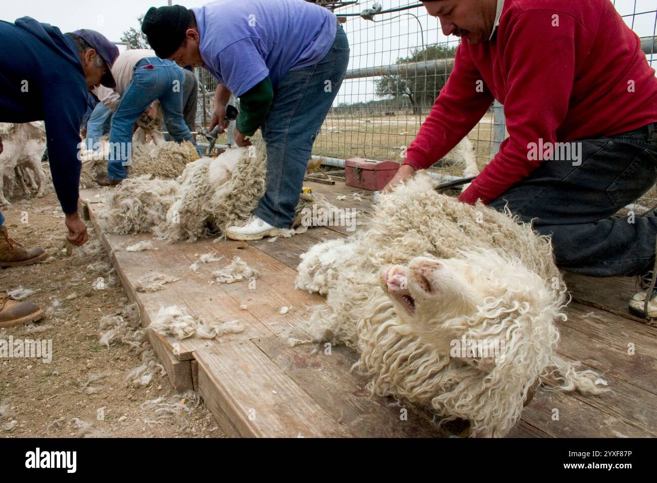 Angora goat shearing, Sonora, Texas Stock Photo - Alamy