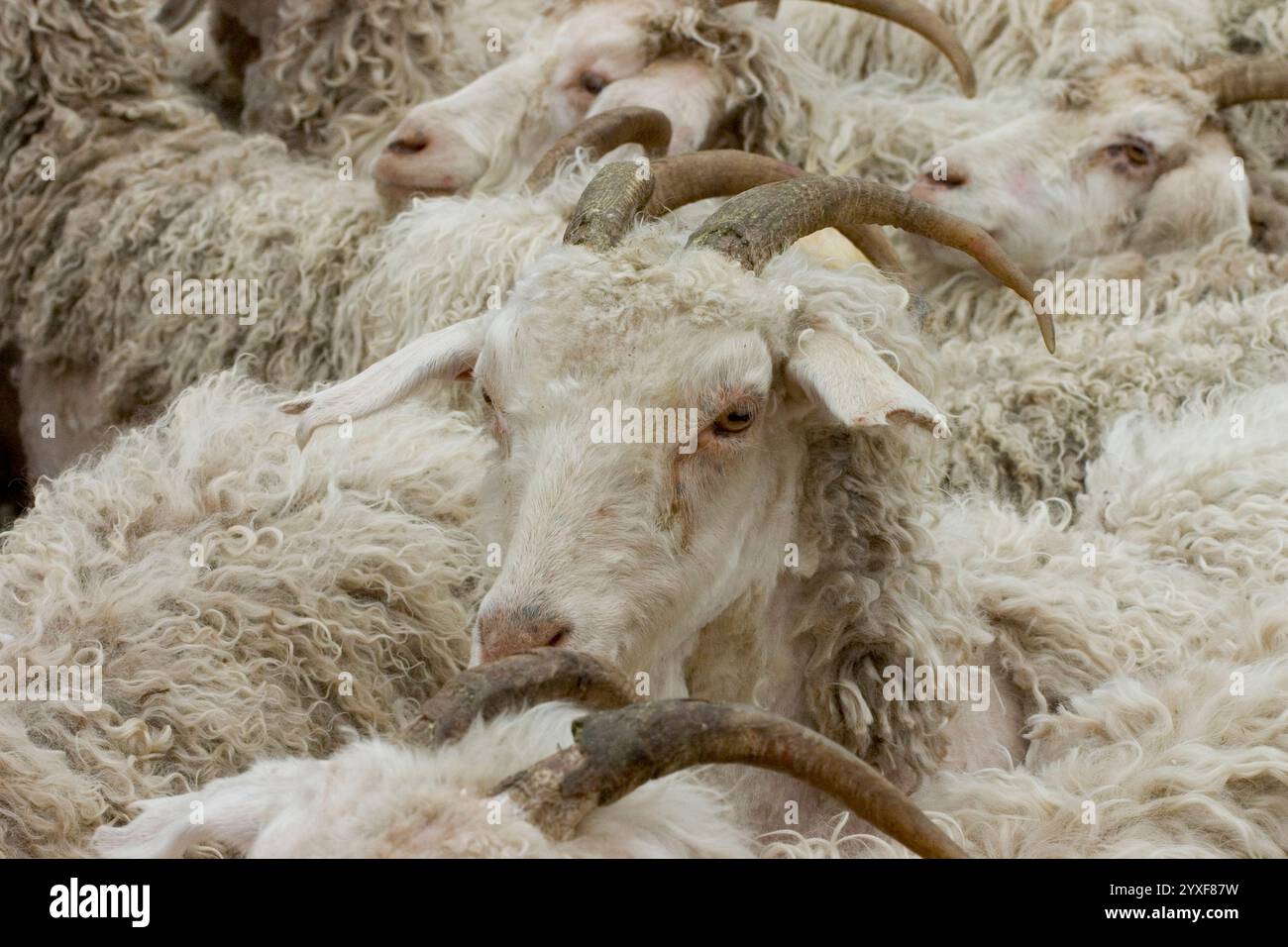 Angora goat shearing, Sonora, Texas Stock Photo - Alamy