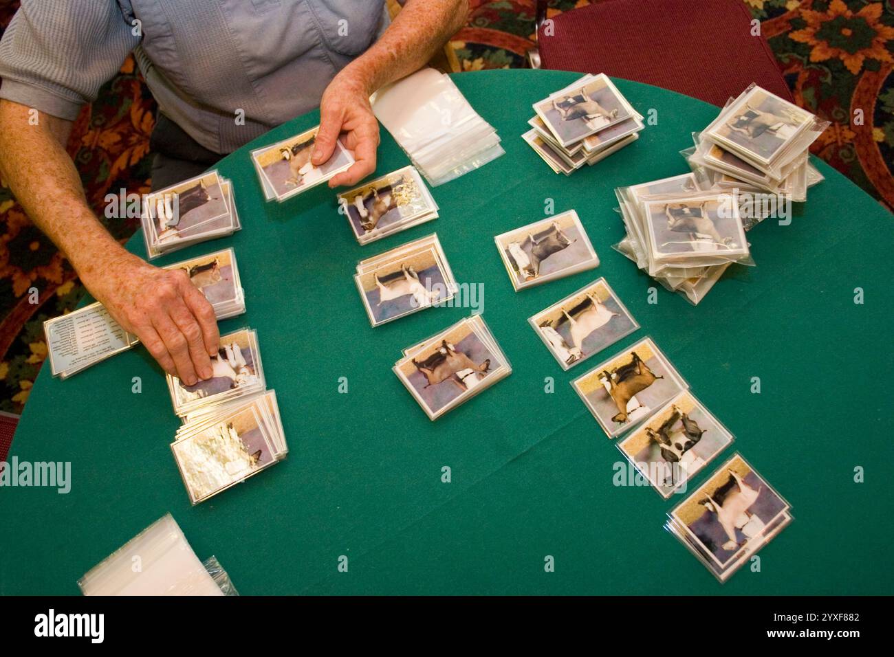 American Dairy Goat Association's National Convention Stock Photo - Alamy