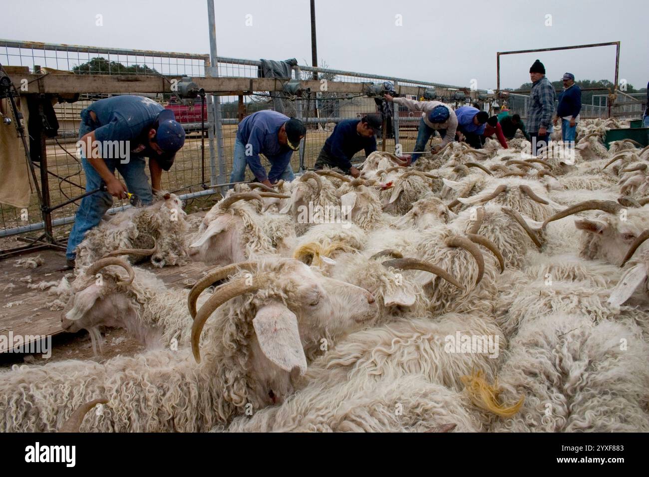 Angora goat shearing, Sonora, Texas Stock Photo - Alamy