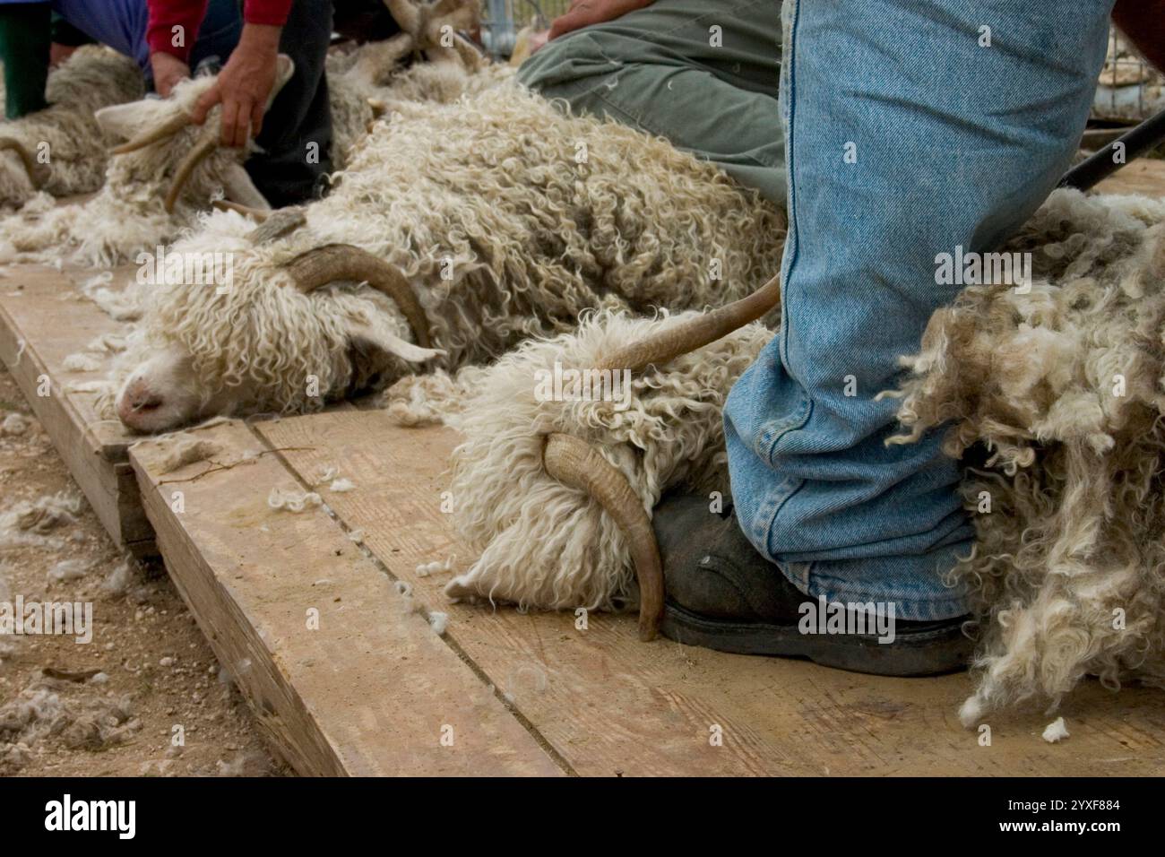 Angora goat shearing, Sonora, Texas Stock Photo - Alamy