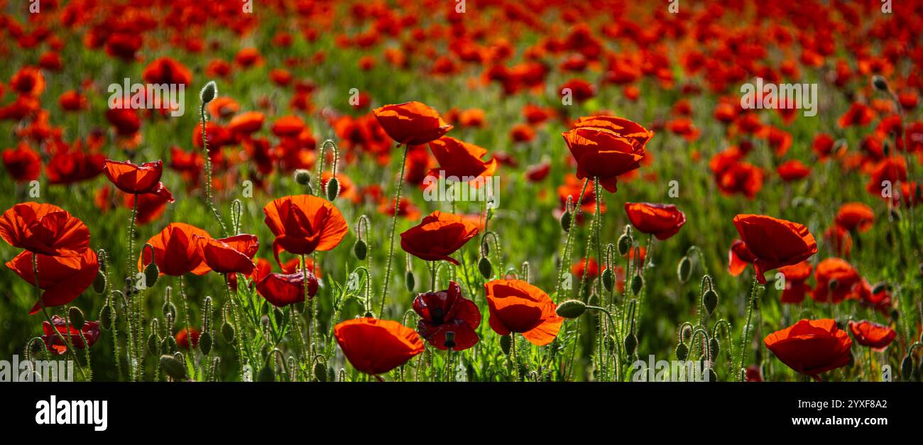 Anzac day. Remembrance day, Memorial day. Red poppies. Vivid poppy ...