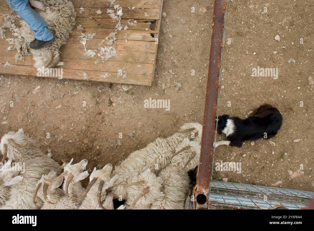 Angora goat shearing, Sonora, Texas Stock Photo - Alamy