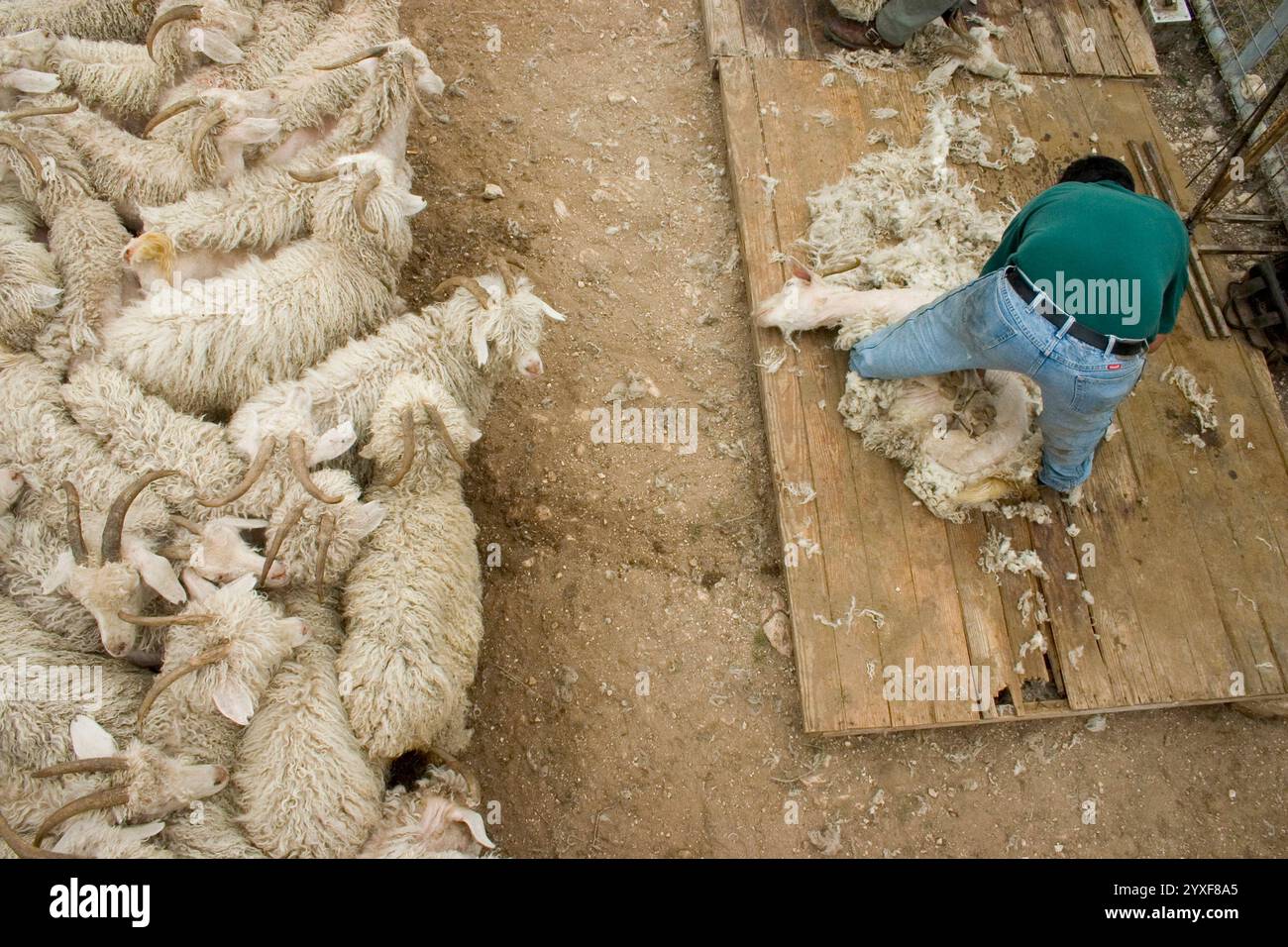 Angora goat shearing, Sonora, Texas Stock Photo - Alamy