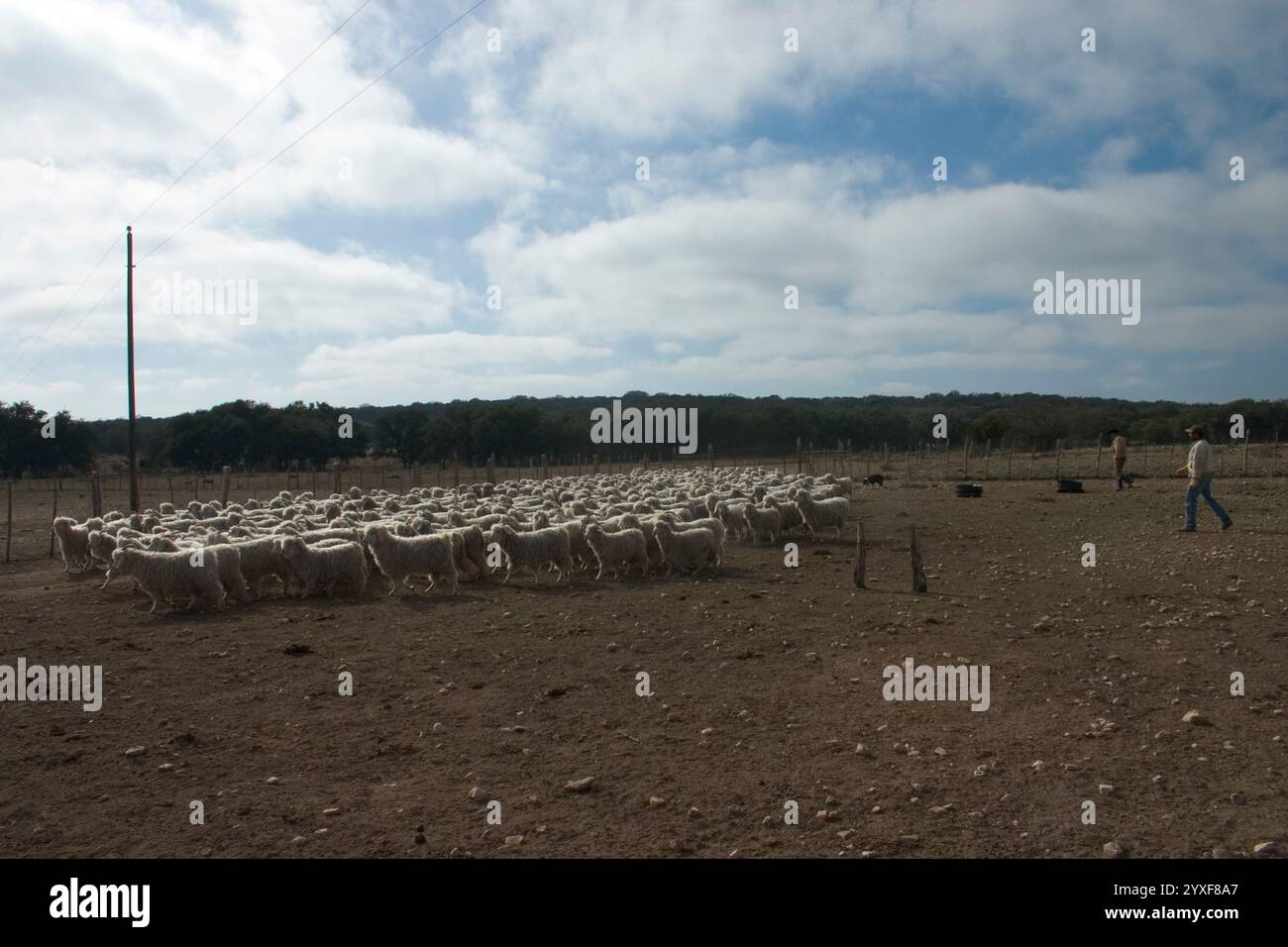 Angora goat shearing, Sonora, Texas Stock Photo - Alamy