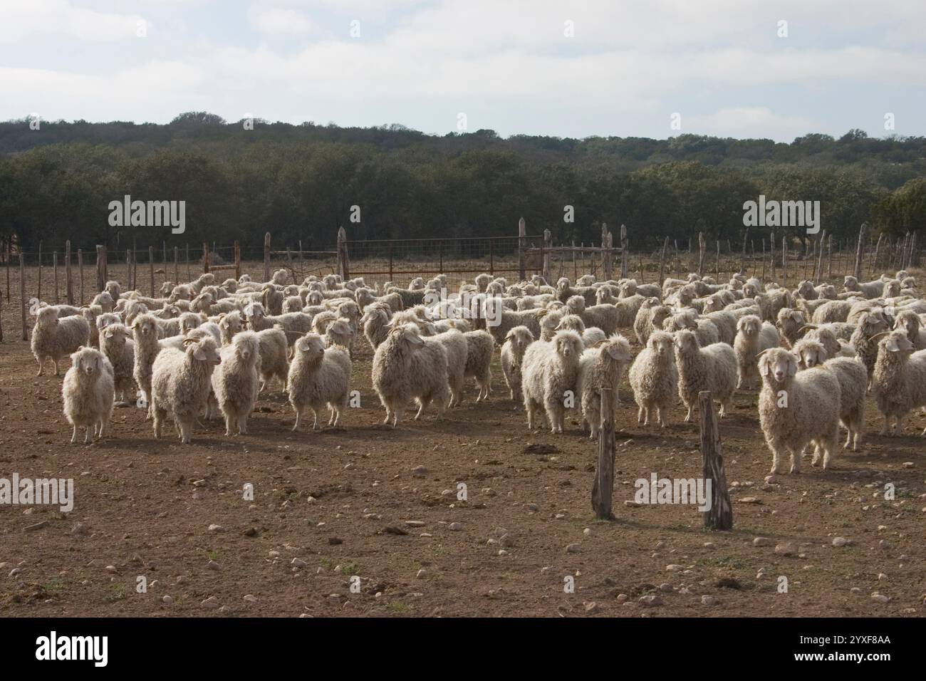 Angora goat shearing, Sonora, Texas Stock Photo - Alamy