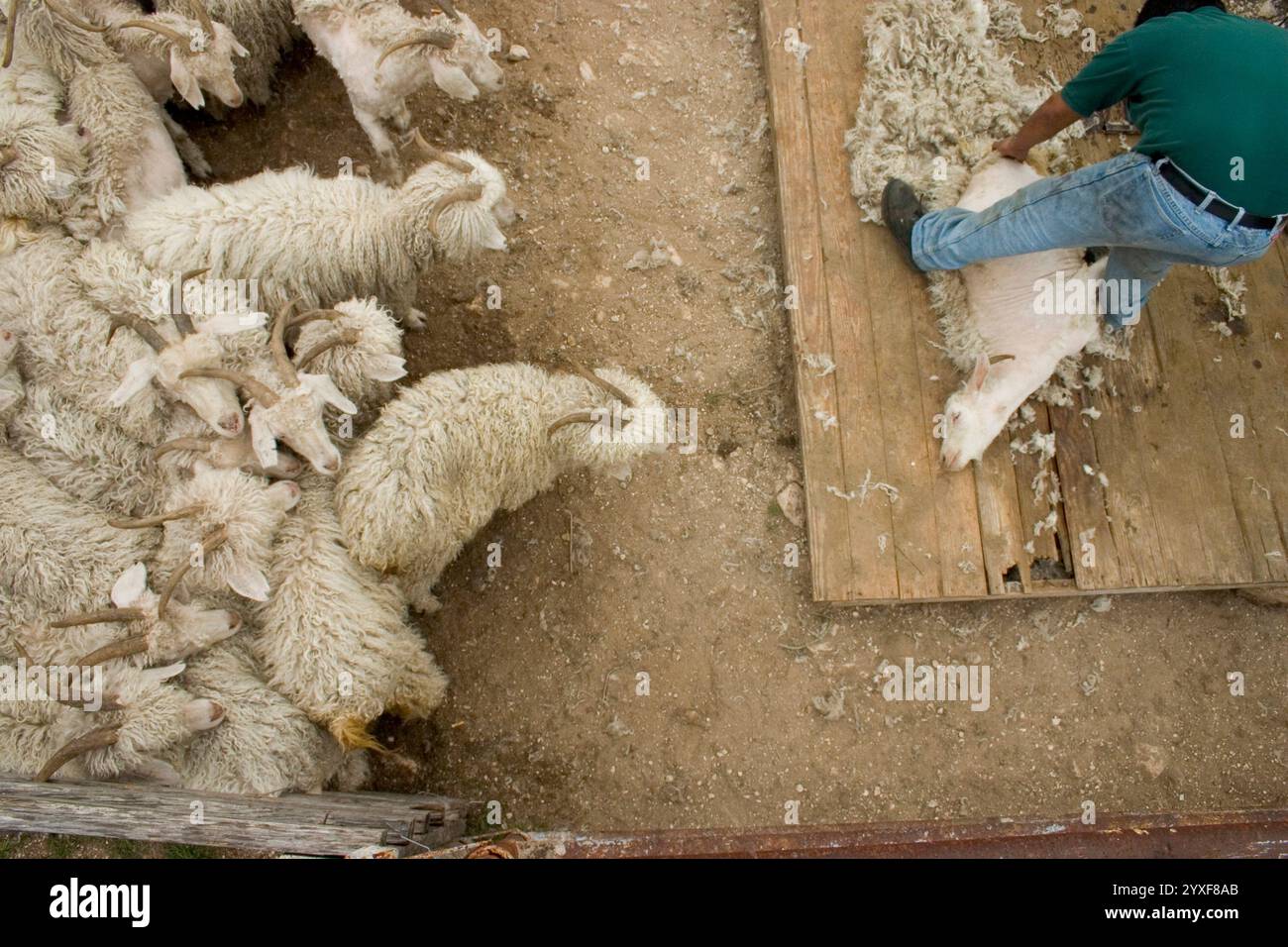 Angora goat texas hi-res stock photography and images - Alamy