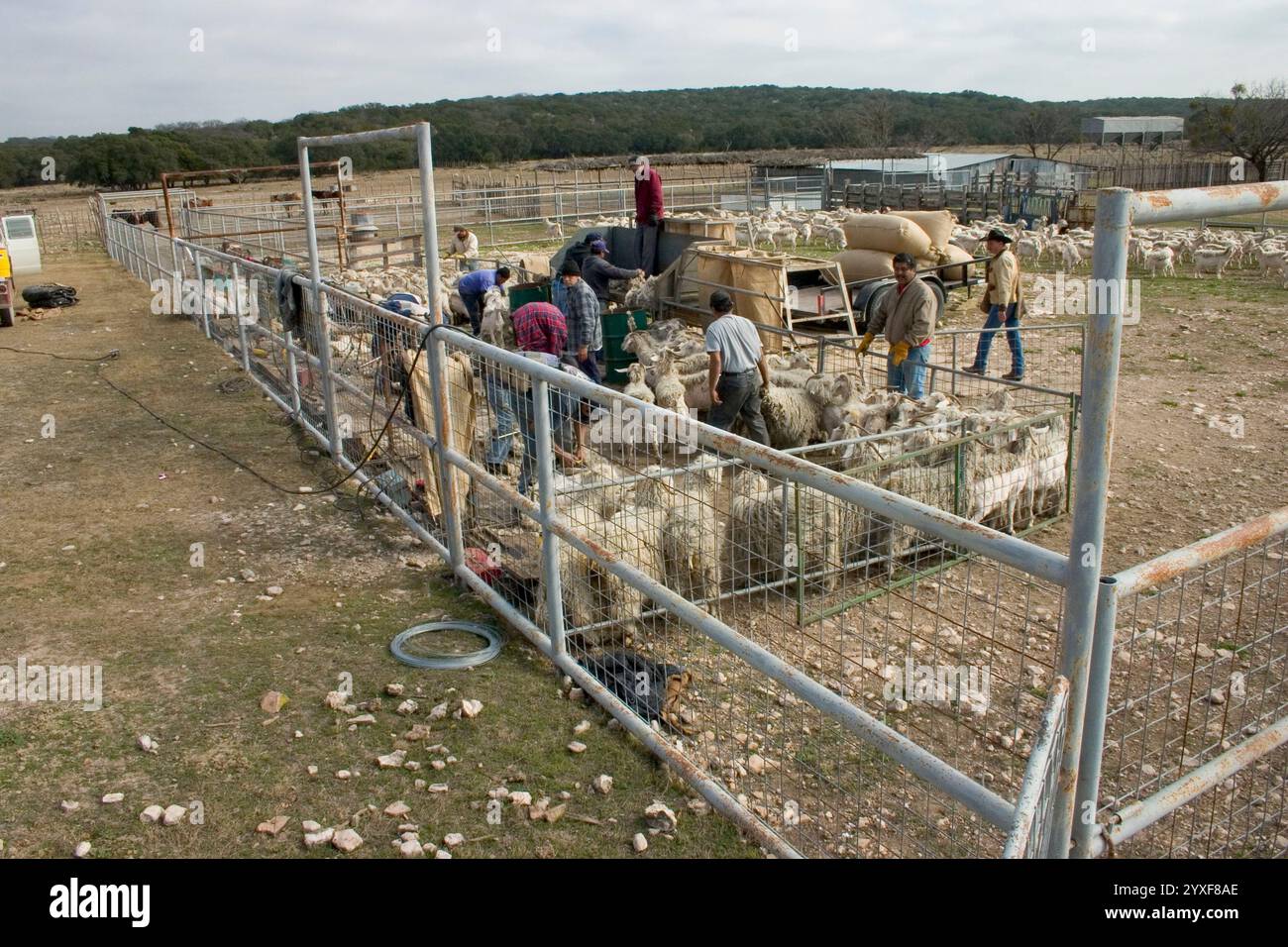Angora goats texas hi-res stock photography and images - Alamy