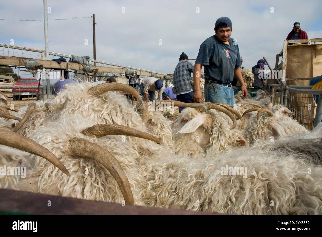 Angora goat shearing, Sonora, Texas Stock Photo - Alamy