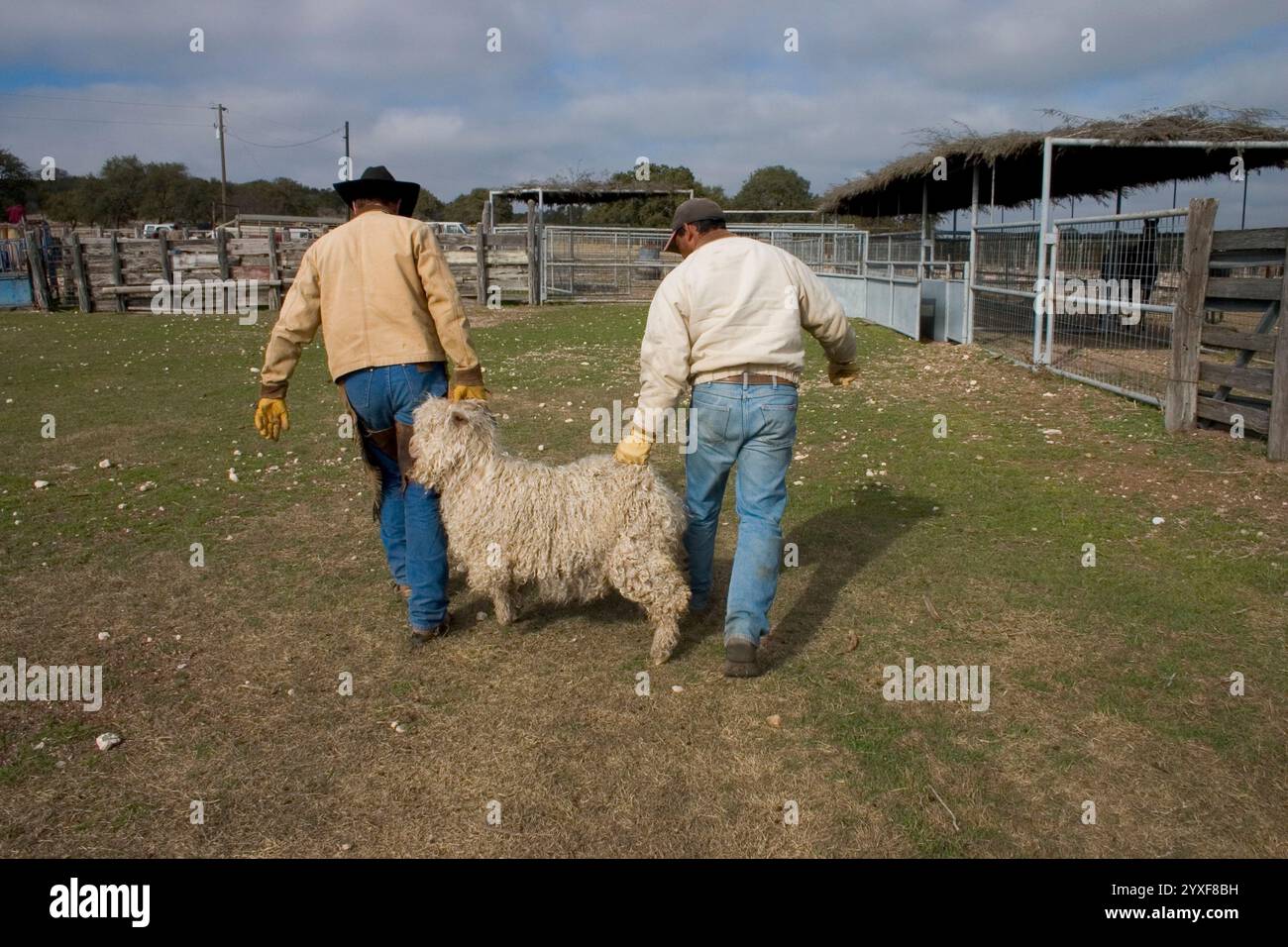 Angora goat shearing, Sonora, Texas Stock Photo - Alamy