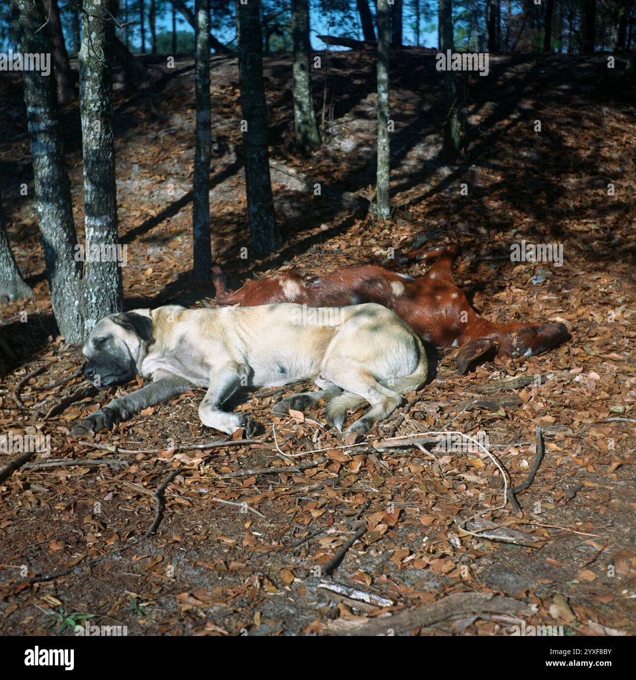 Livestock guard dog and a dead goat Stock Photo - Alamy
