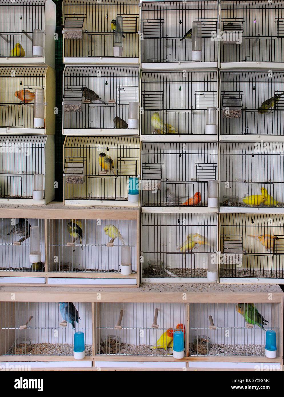 The bird market on ile de la cite in paris hi-res stock photography and ...