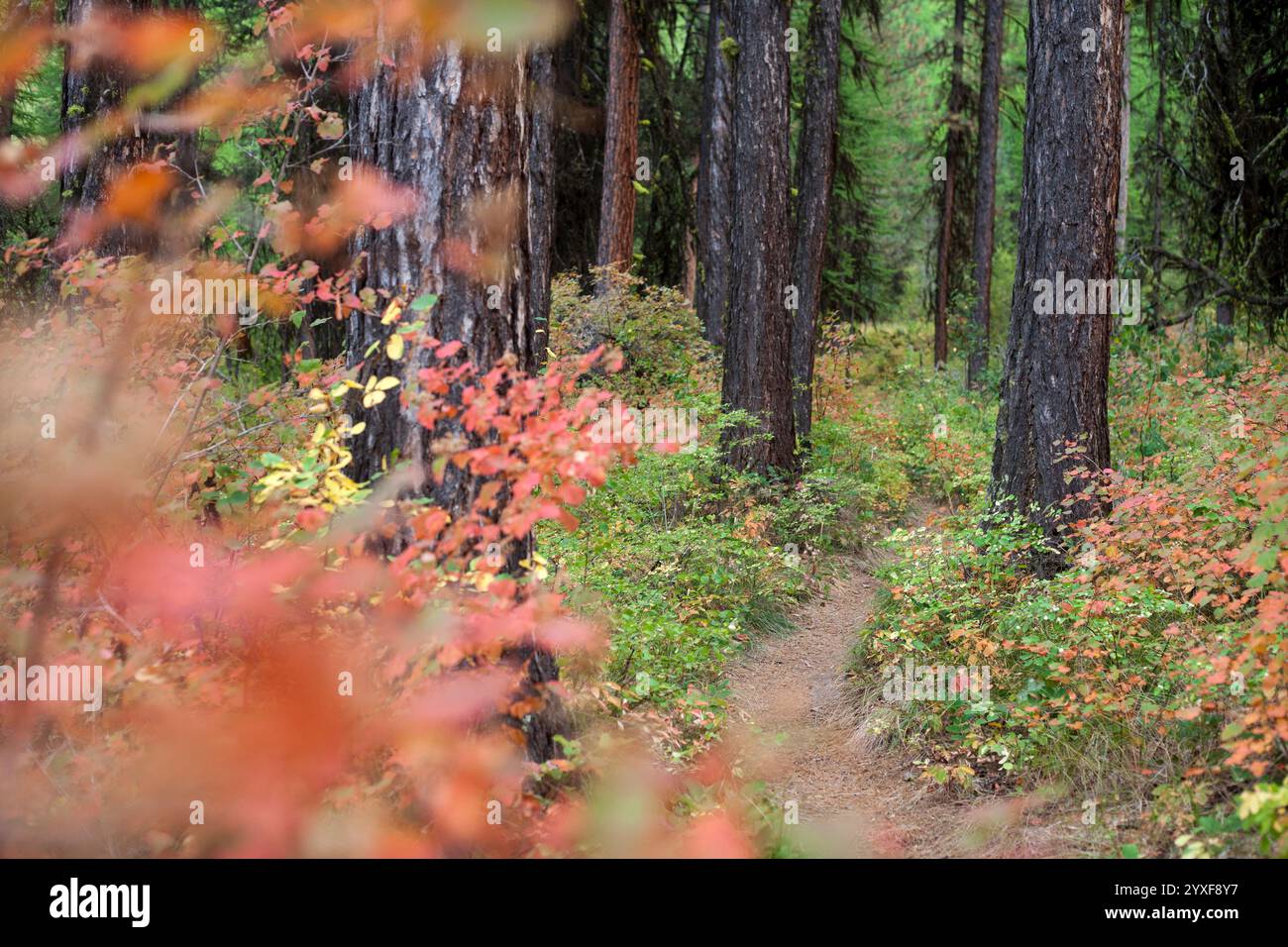 Trail in Rattlesnake Mountains, Missoula, Montana, USA Stock Photo - Alamy