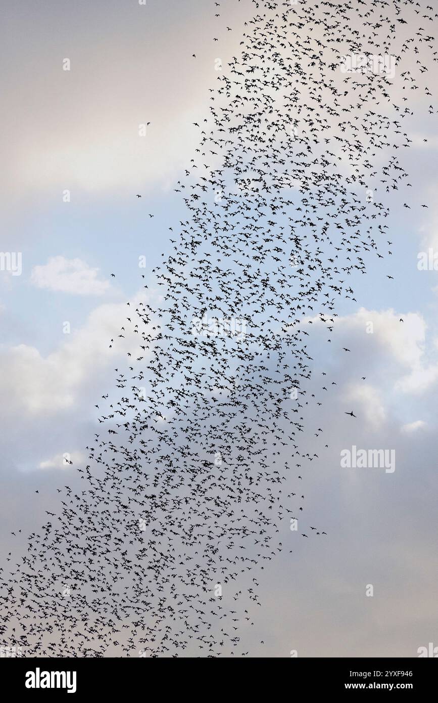 Bat exodus, Deer Cave, Mulu, Sarawak, Malaysia, Borneo Stock Photo - Alamy