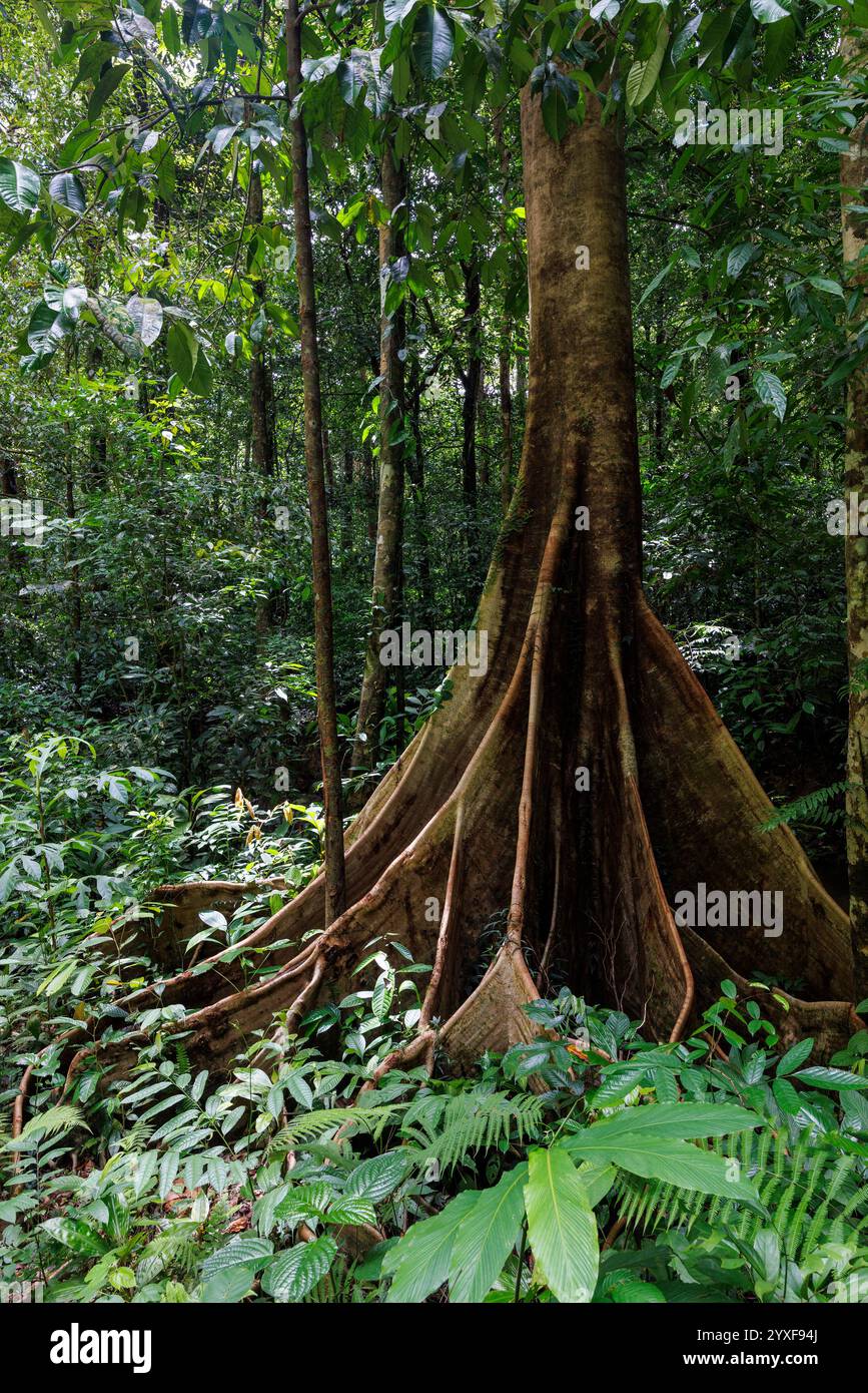 Tree with buttress in rainforest, Mulu, Sarawak, Malaysia, Borneo Stock ...