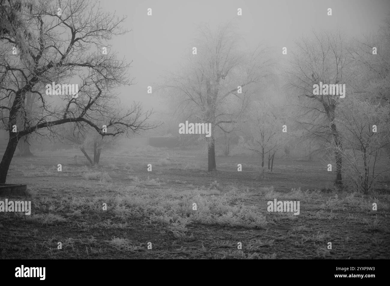 Foggy winter day with frosted trees and ground Stock Photo - Alamy
