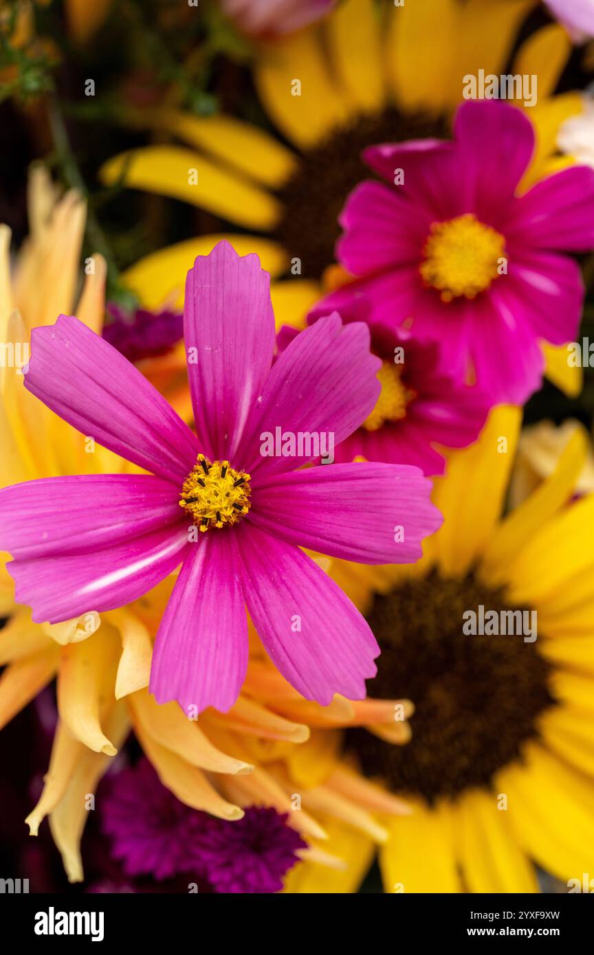 Bright pink and yellow petals hi-res stock photography and images - Alamy