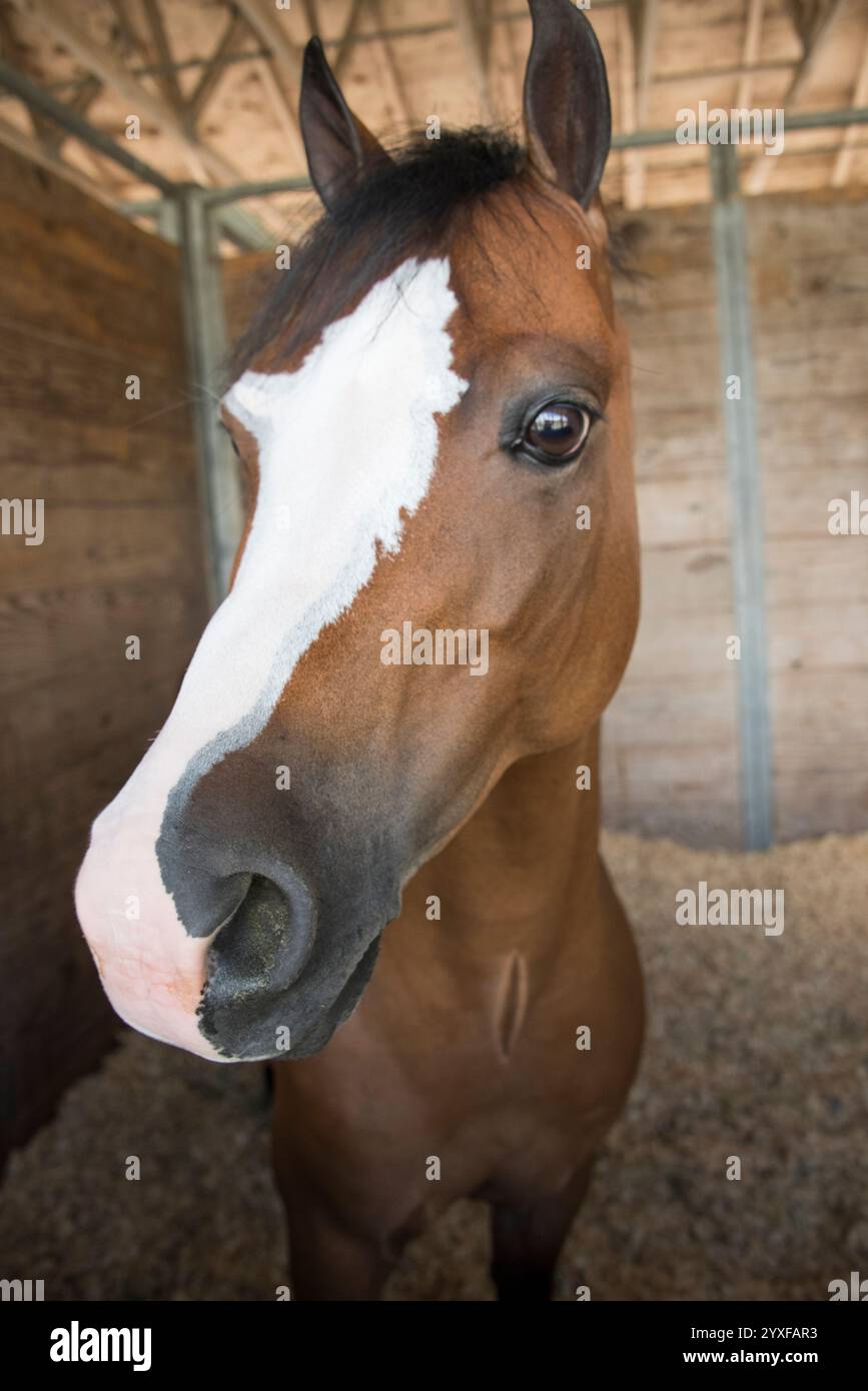 Expressive horse character hi-res stock photography and images - Alamy