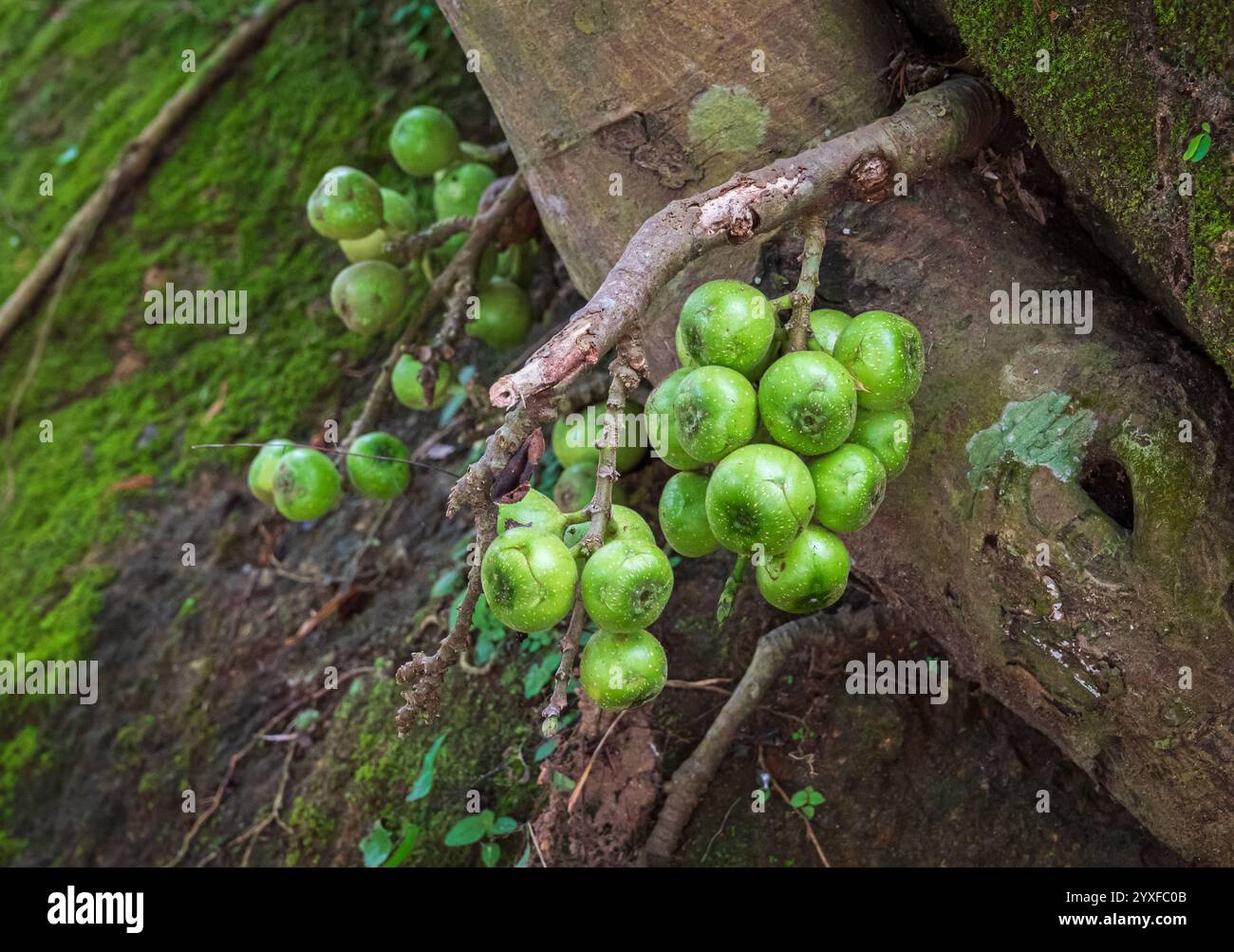 Green young fig fruits in cluster on its branch of old fig tree in ...